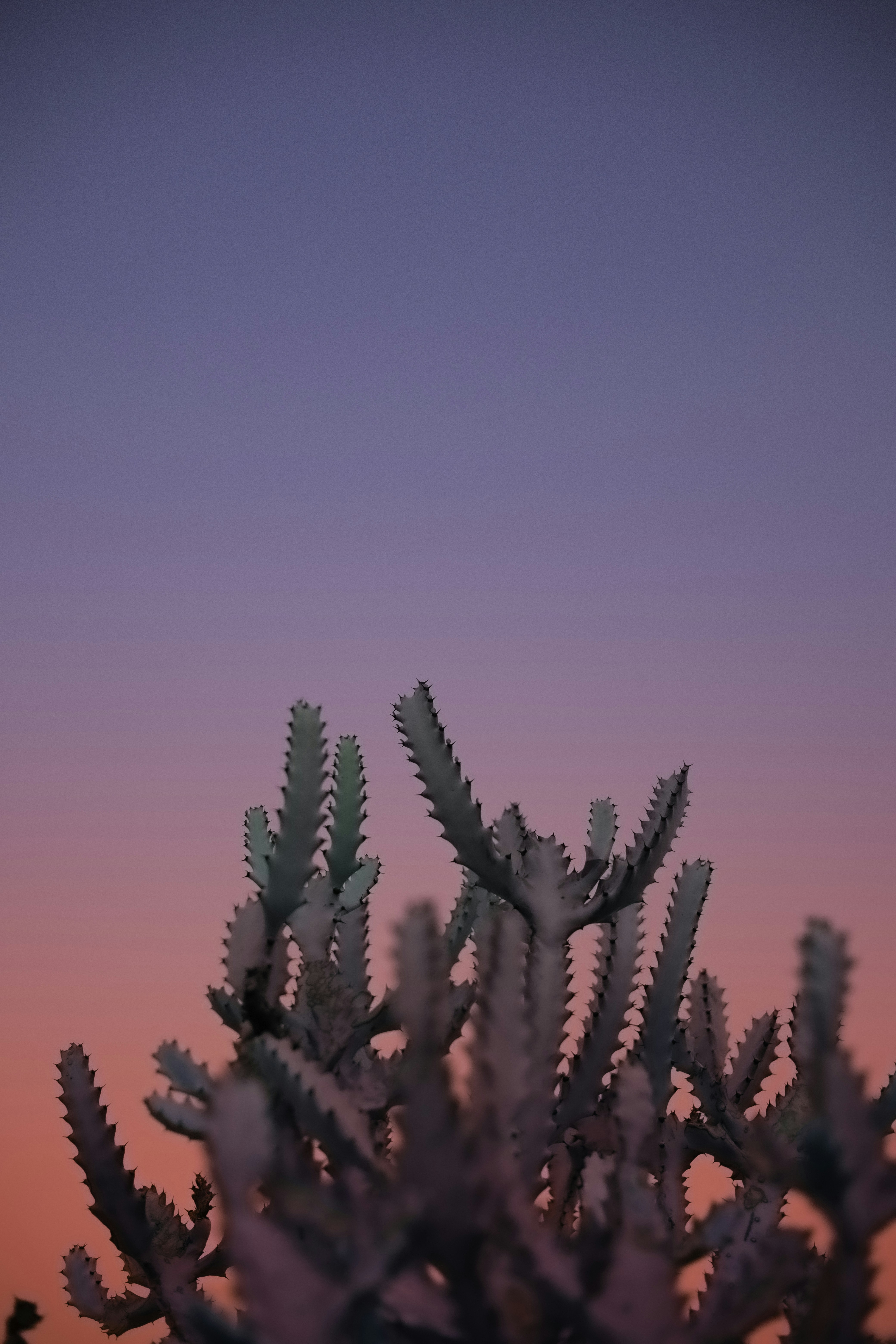 Silhouette of a cactus with intricate patterns set against a gradient sky transitioning from purple to soft pink.