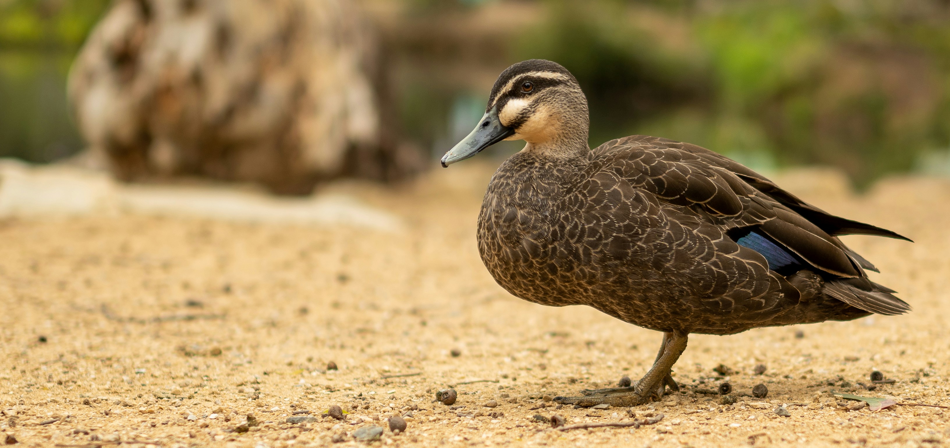 a duck standing on the ground in the sand