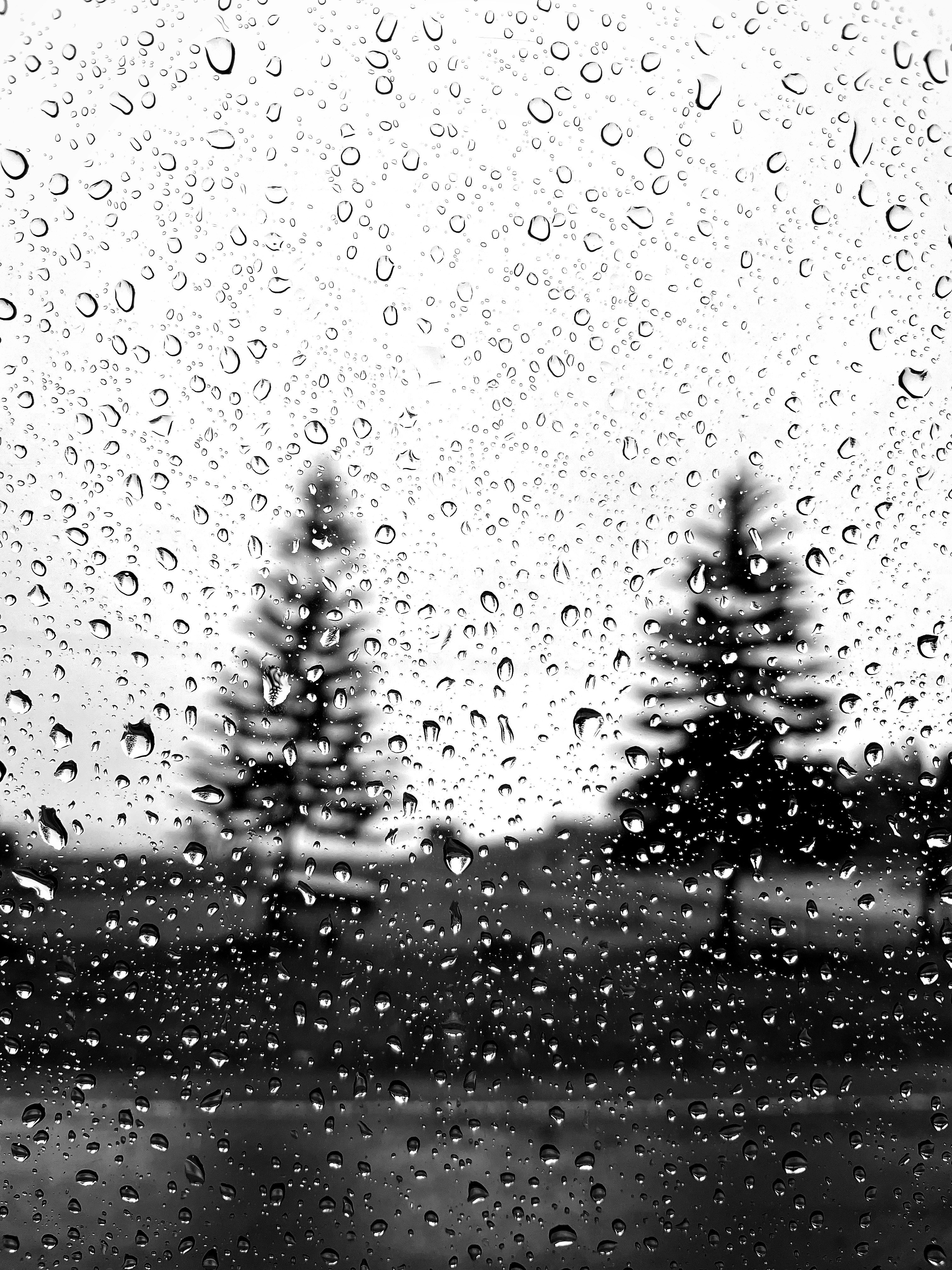 Rain on Glass, Silence Beyond: A Pair of Conifers in Blur