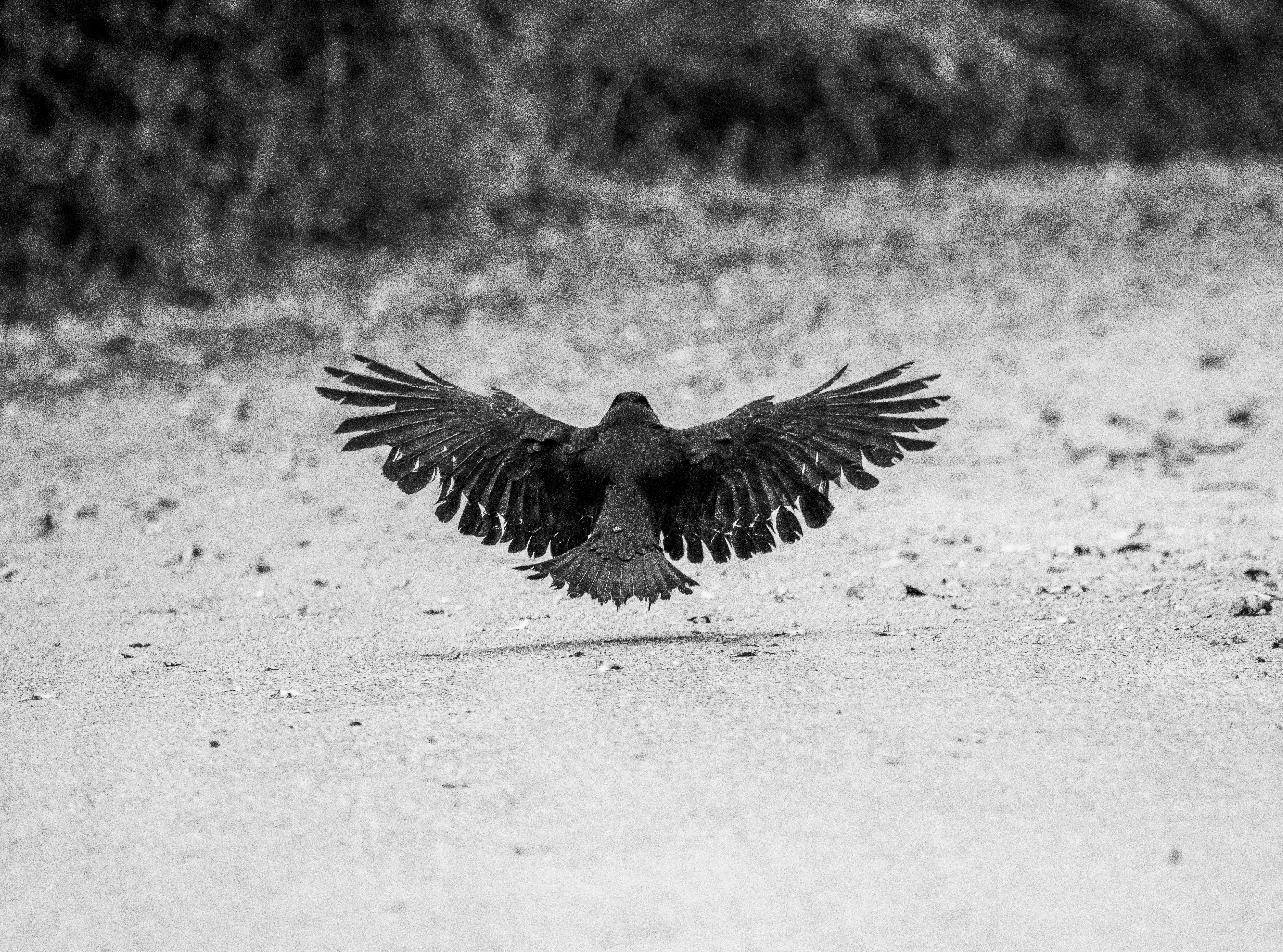 Raven's Wings Span Across a Quiet Sand Path