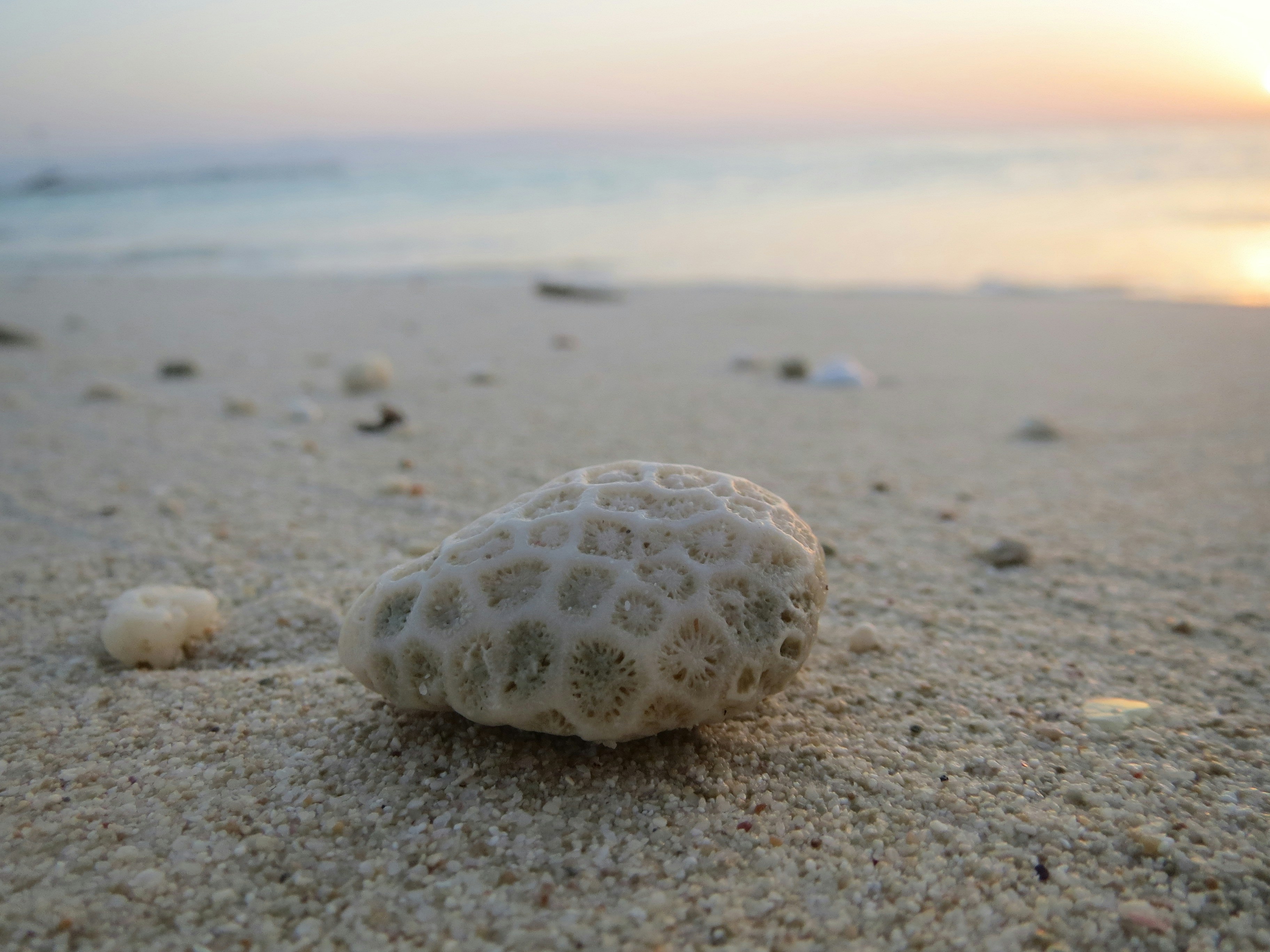 Pebble Crown: Coral Skeleton on a Calm Beach at Dusk