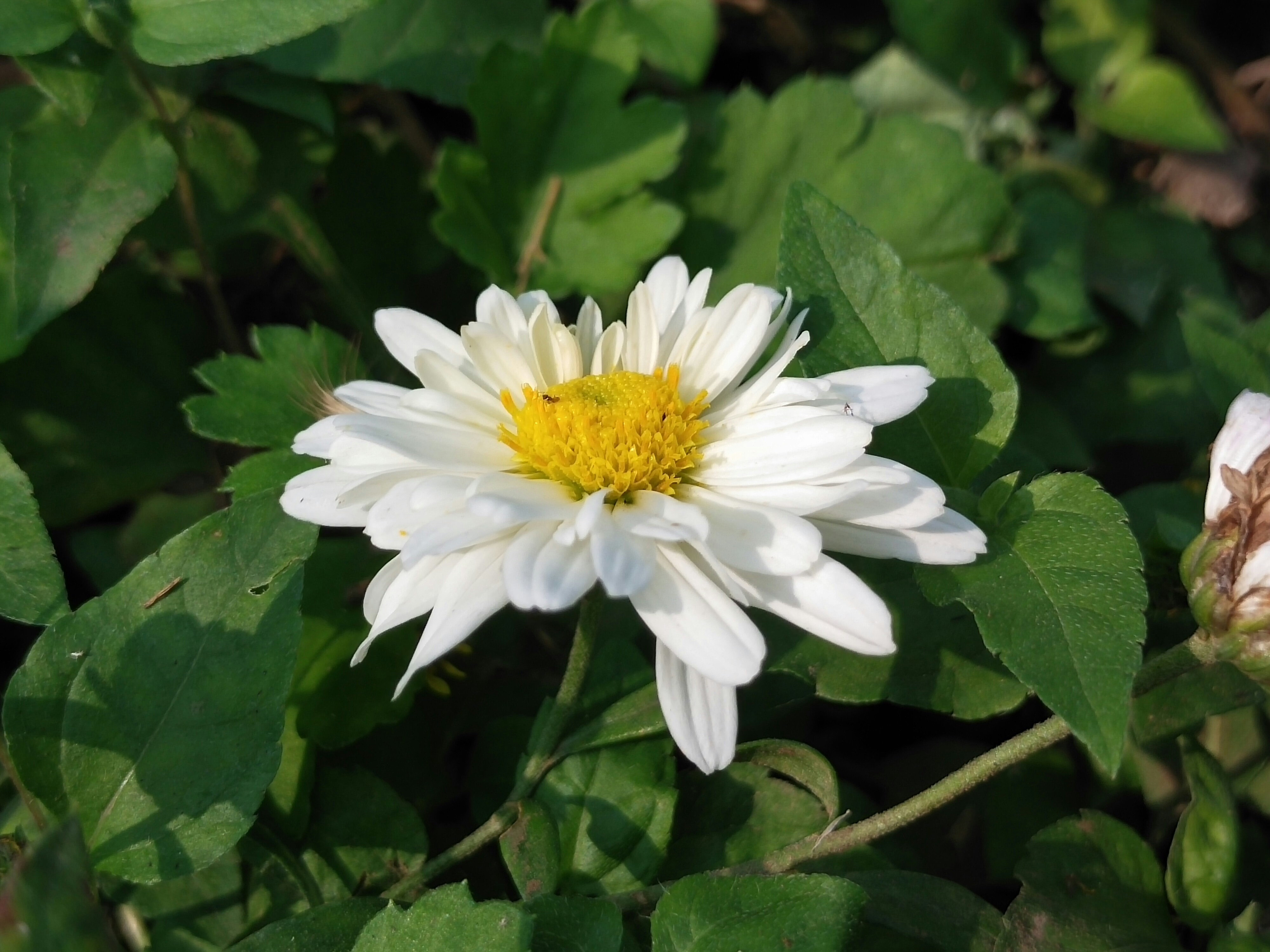 White daisy flower with a yellow center surrounded by lush green leaves in bright sunlight.