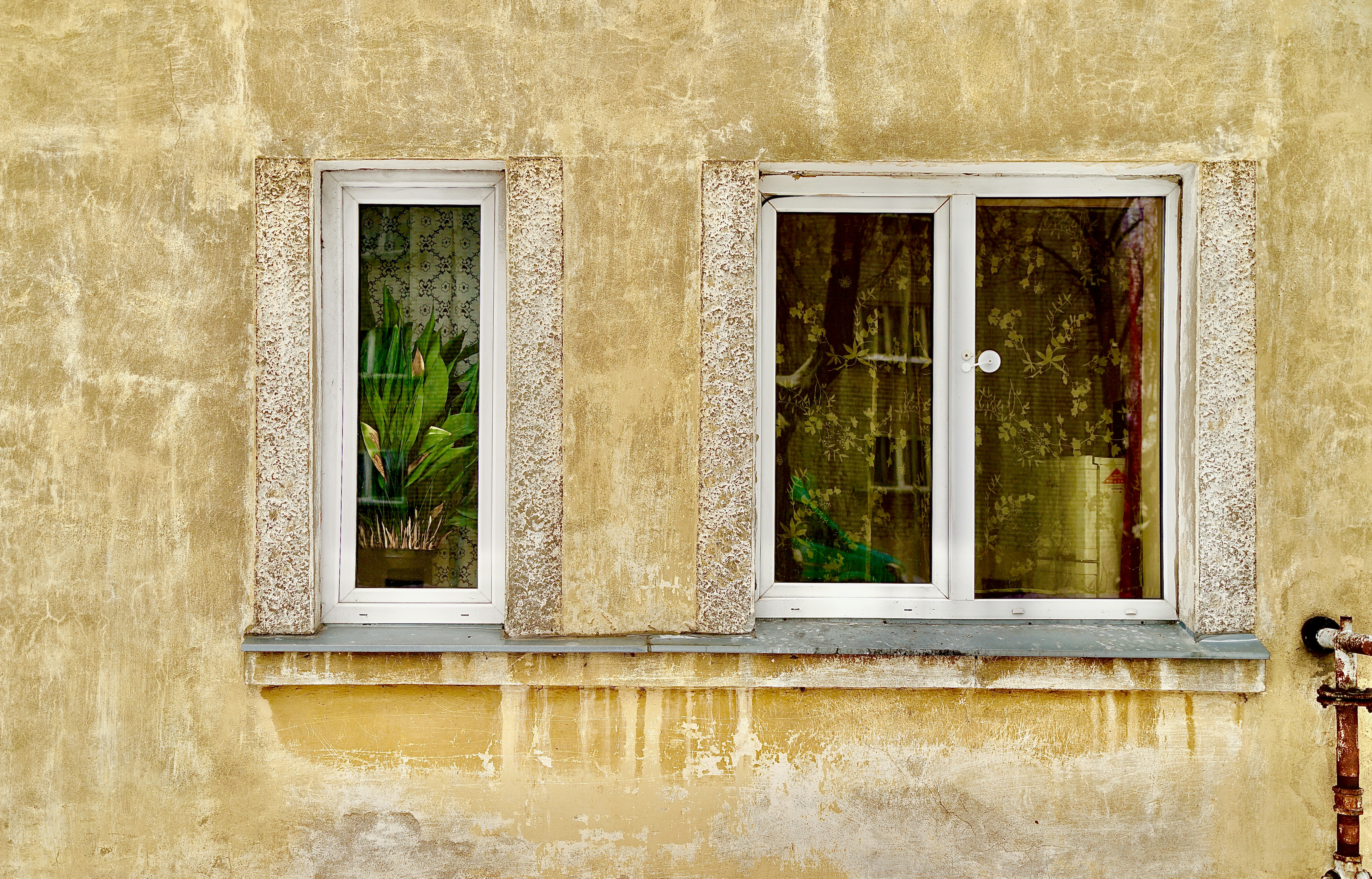 Two windows framed by a weathered yellow wall, revealing glimpses of green plants inside. The textures and reflections create a serene atmosphere.