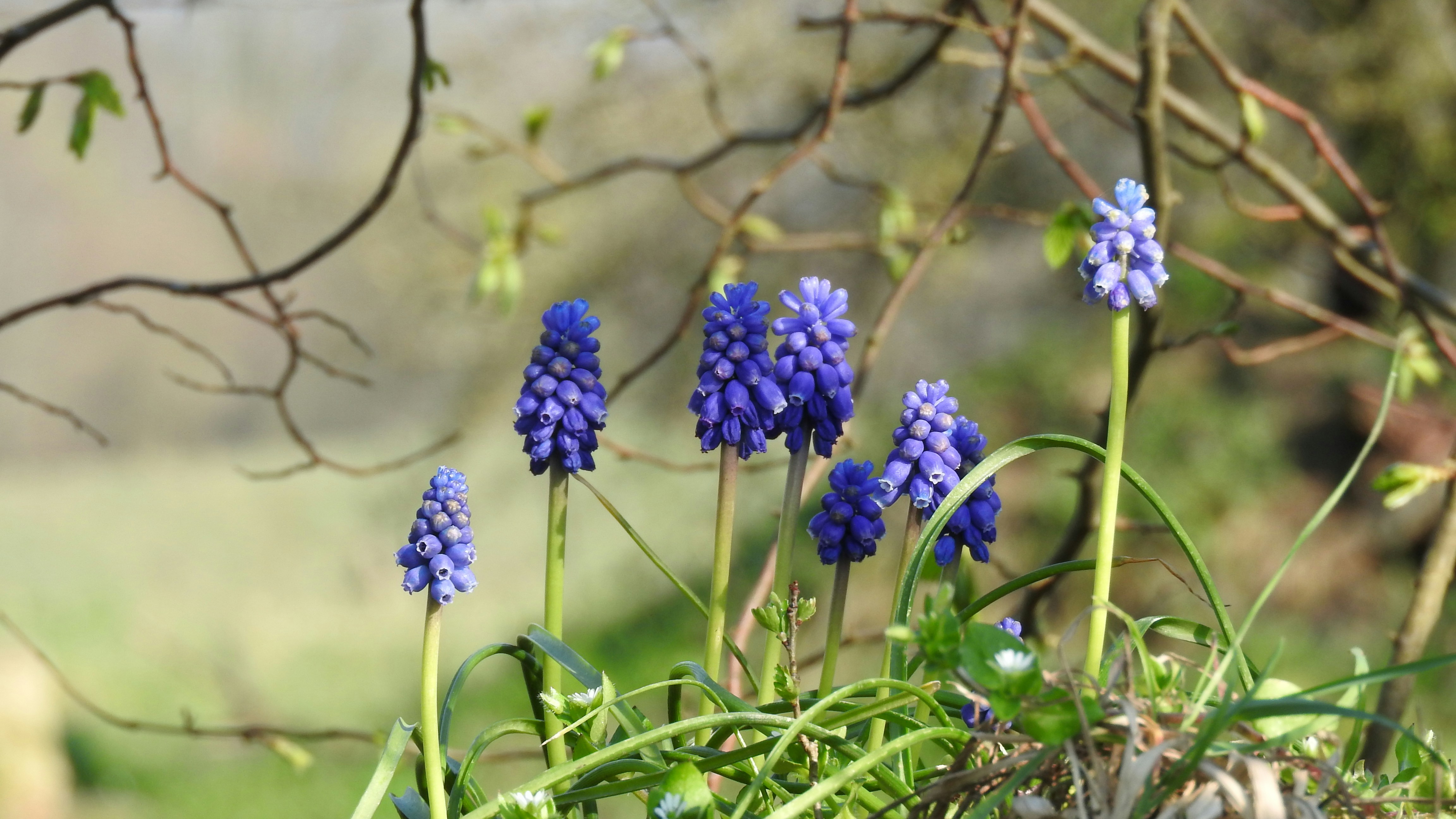 Cluster of purple grape hyacinths amid green foliage with a blurred natural background.