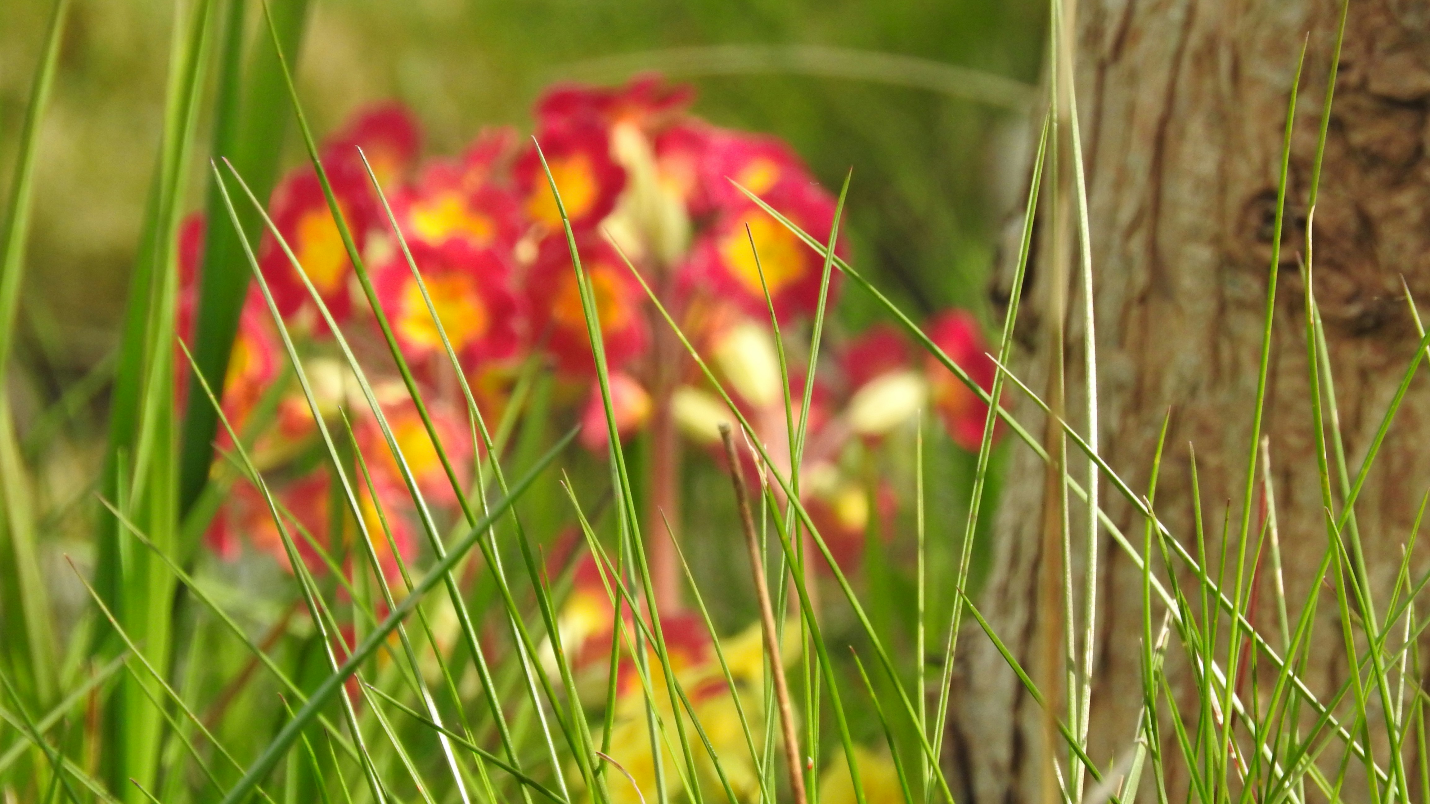 Vibrant flowers peek through tall grass, framed by a textured tree trunk. The scene encapsulates a serene moment in a lush environment.