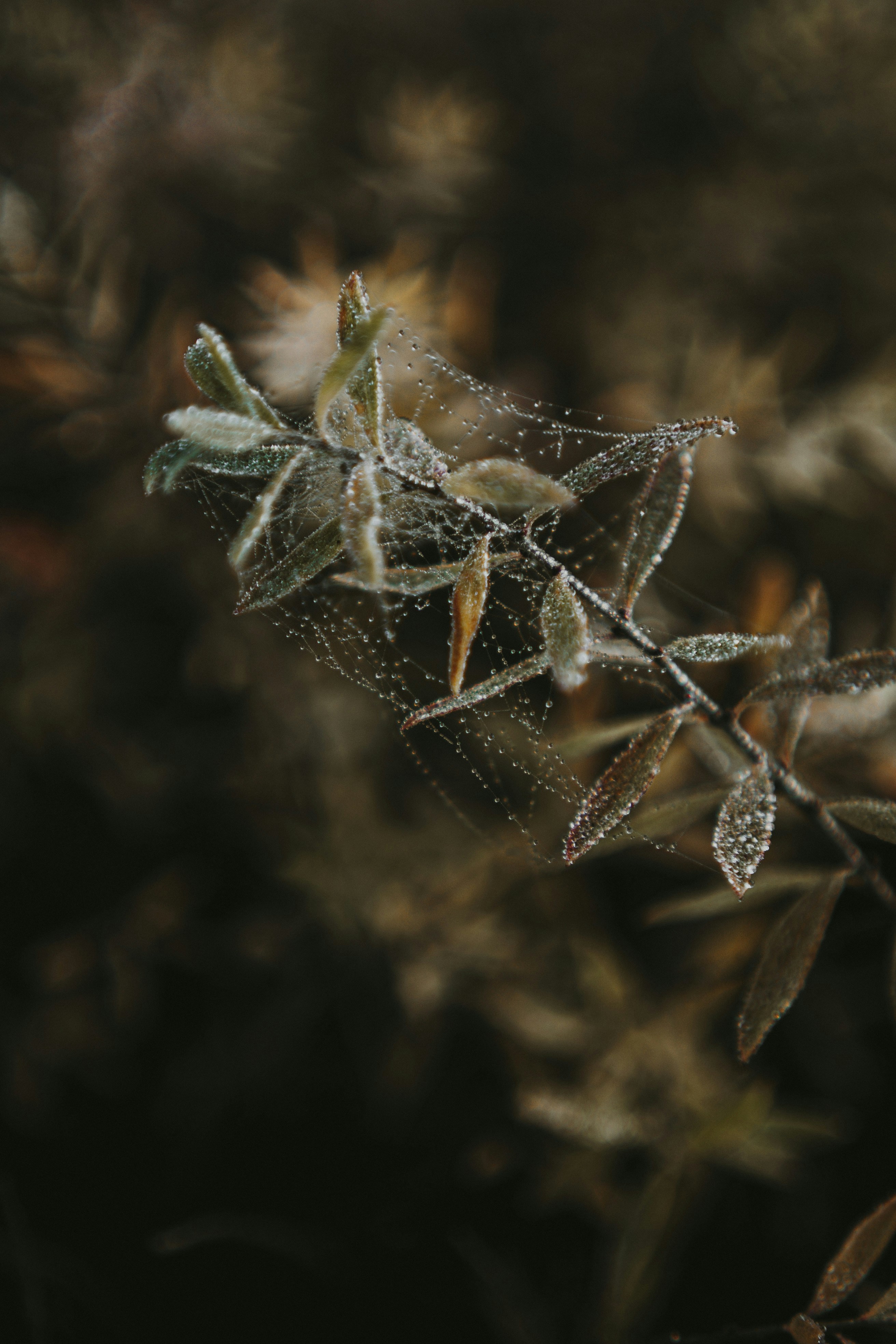 Frost-Threaded Twig: a Macro Moment of Winter Webbing