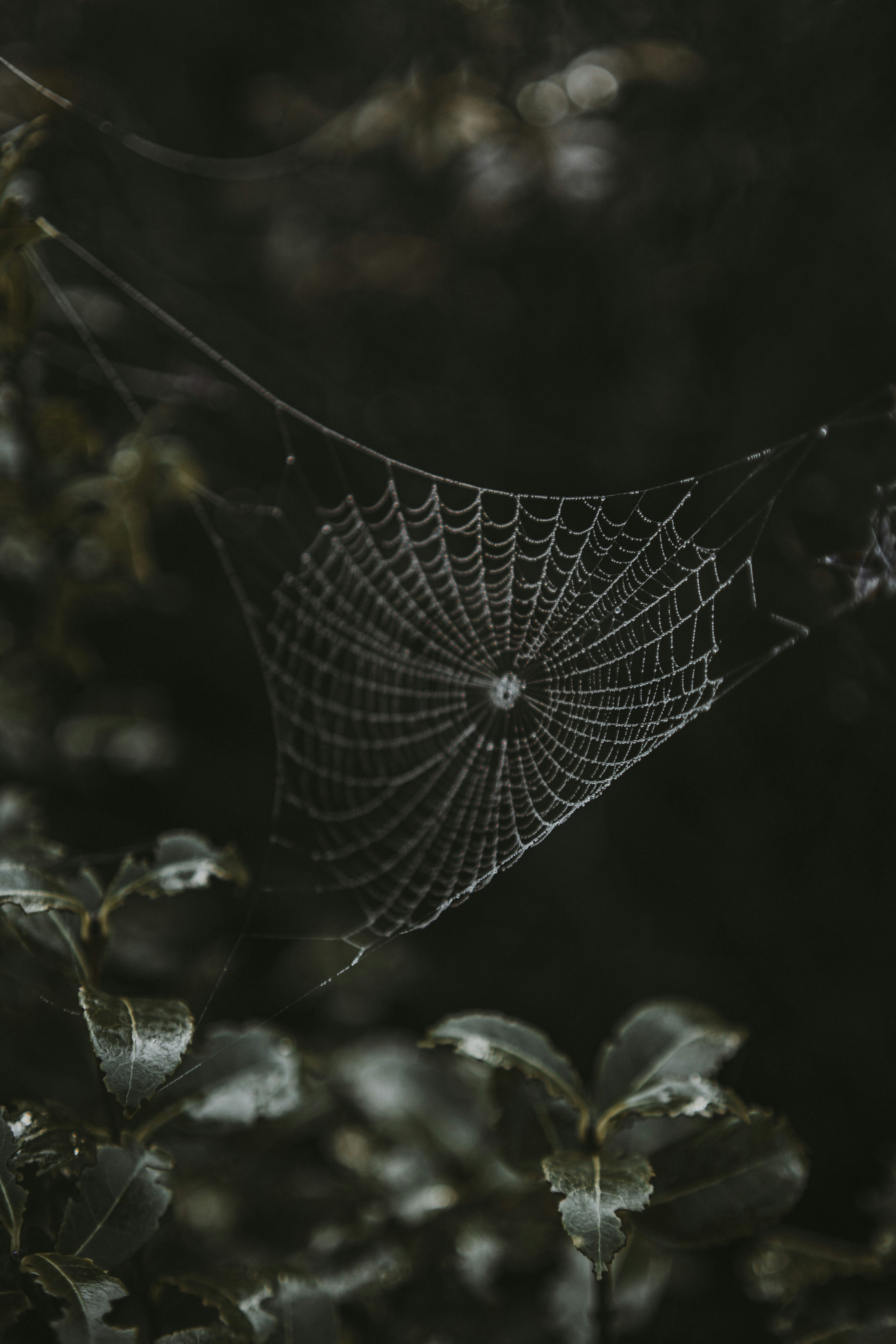 A spider web hanging from a tree branch photo – Free Nature Image on ...