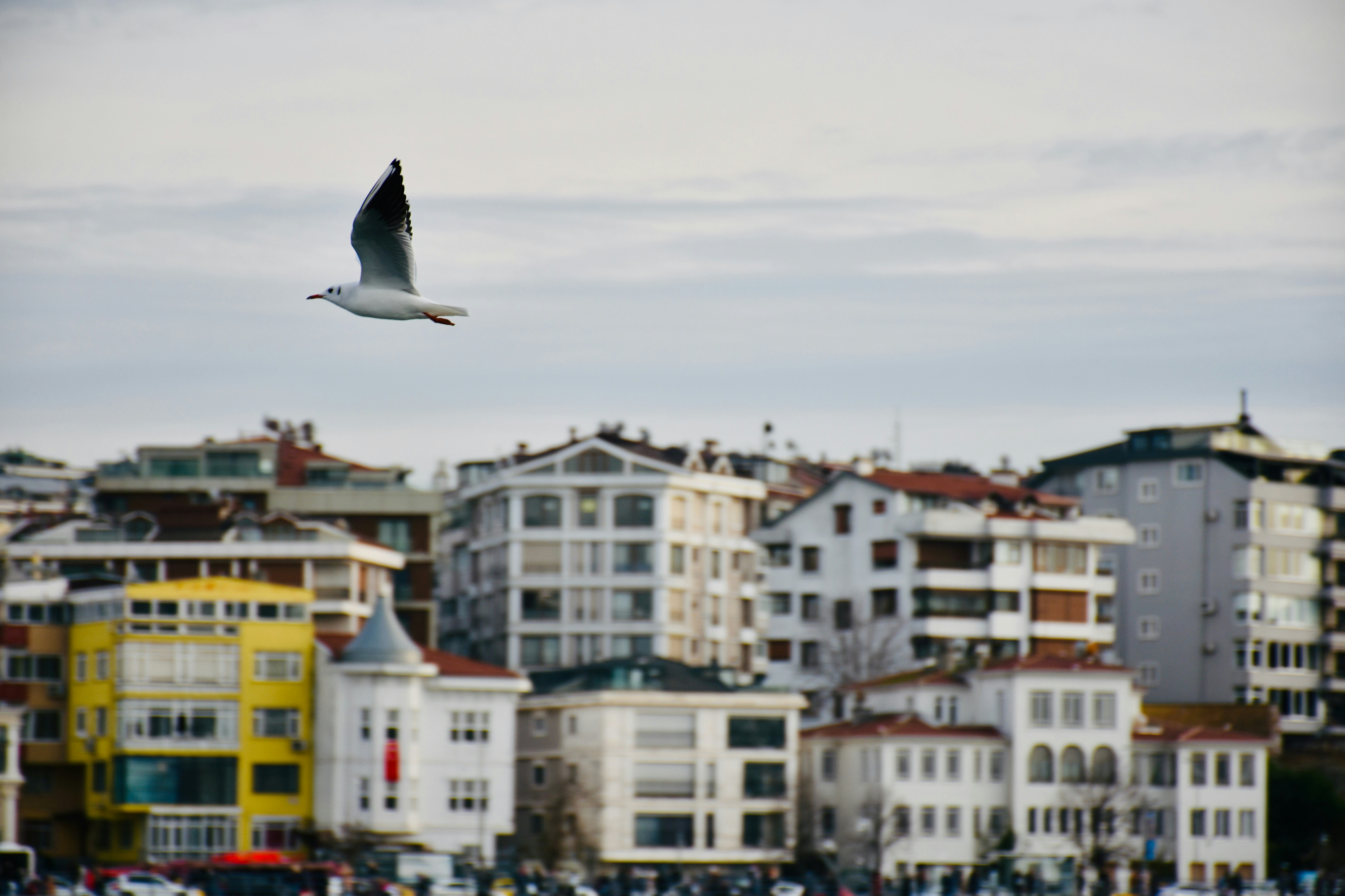 a seagull flying over a city on a cloudy day