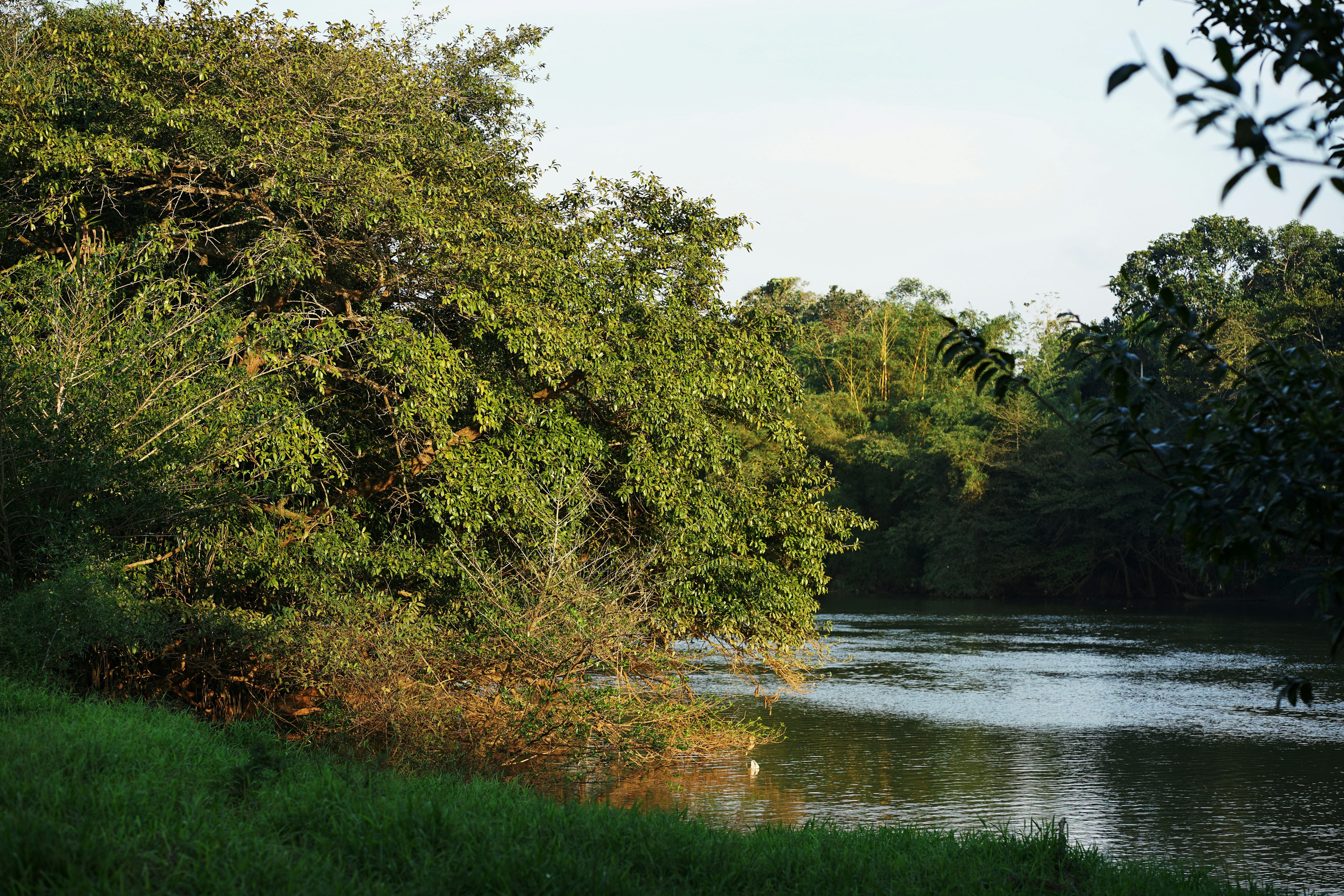 Lush greenery frames a tranquil riverbank, capturing the serene interplay of light and shadow in a natural setting.