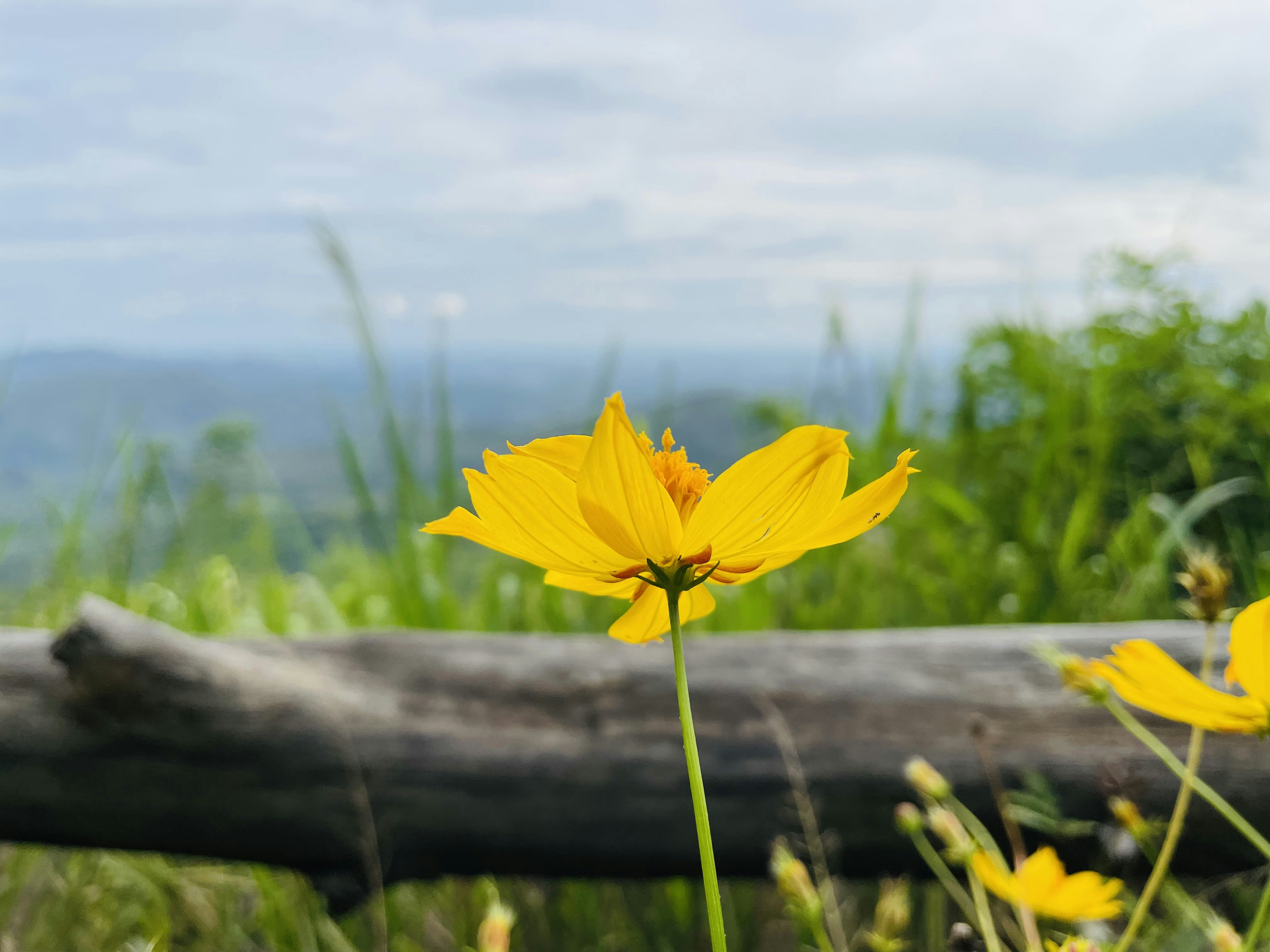 Golden flower in sharp focus with a weathered log and blurred meadow beyond; a natural close-up highlighting the bloom as the scene's focal point. This is a photography still, not an illustration or logo.