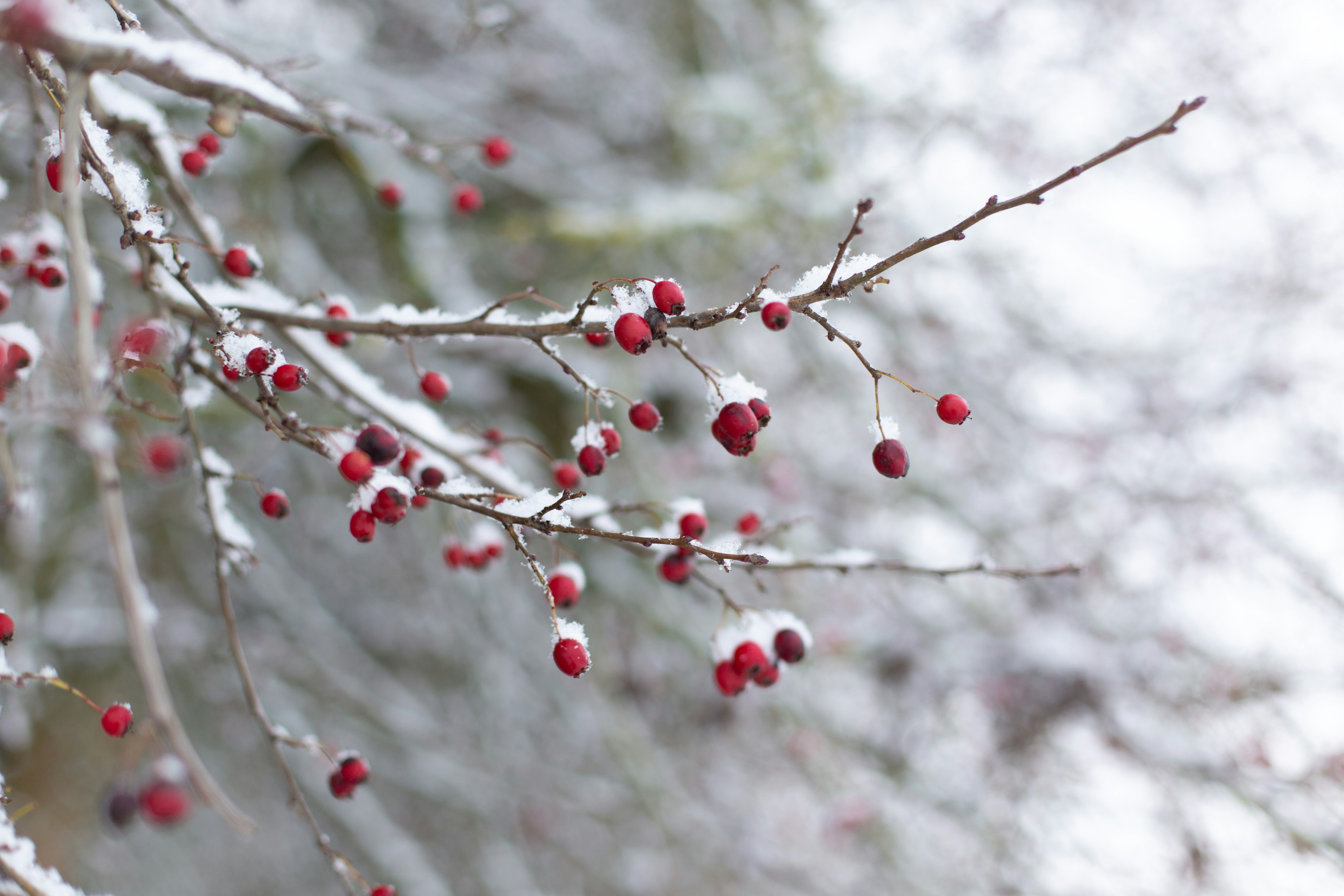 Branches adorned with vibrant red berries, dusted with snow, create a striking contrast against the wintry backdrop.