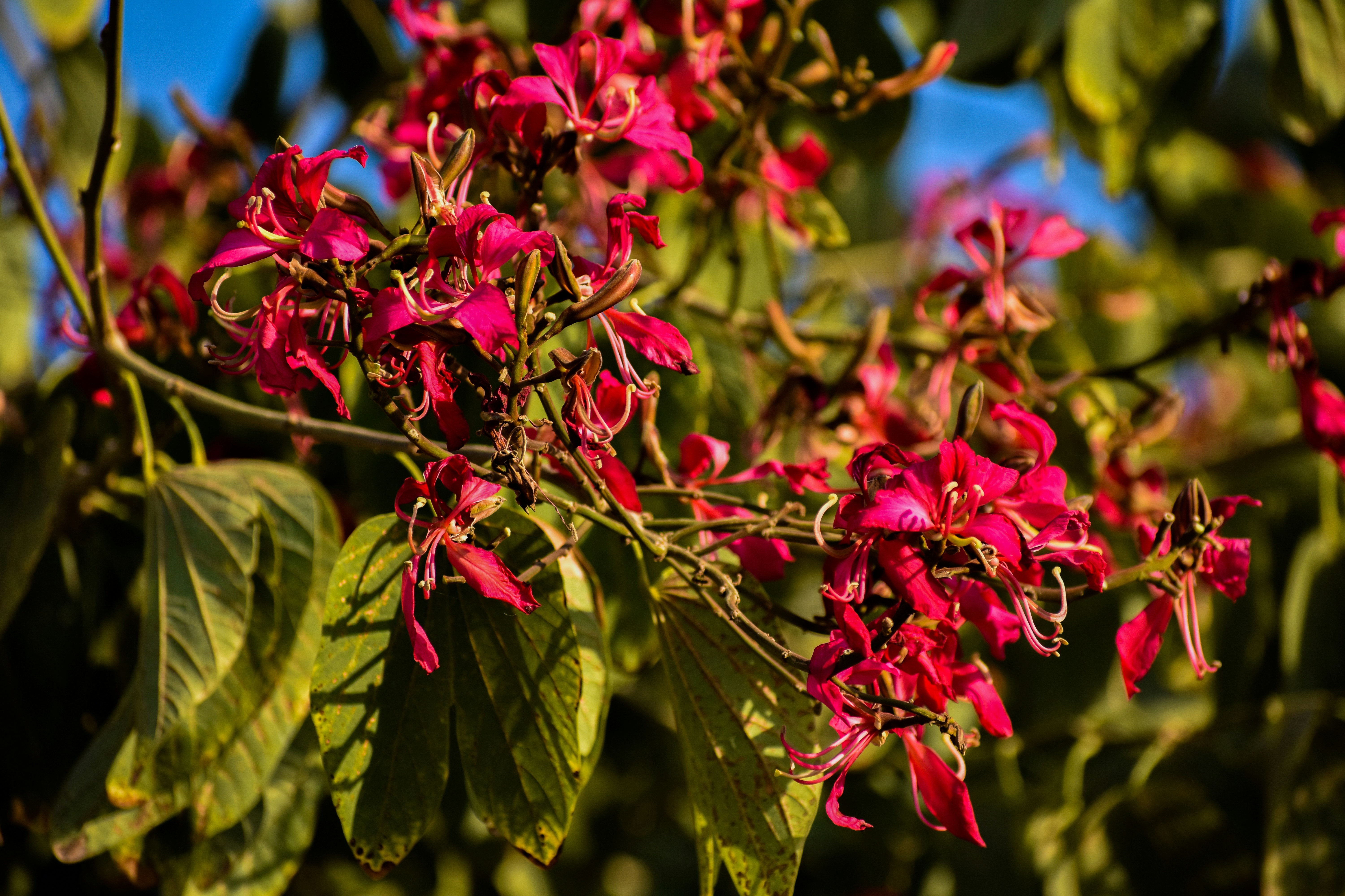 Crimson Cluster in Sunlit Canopy