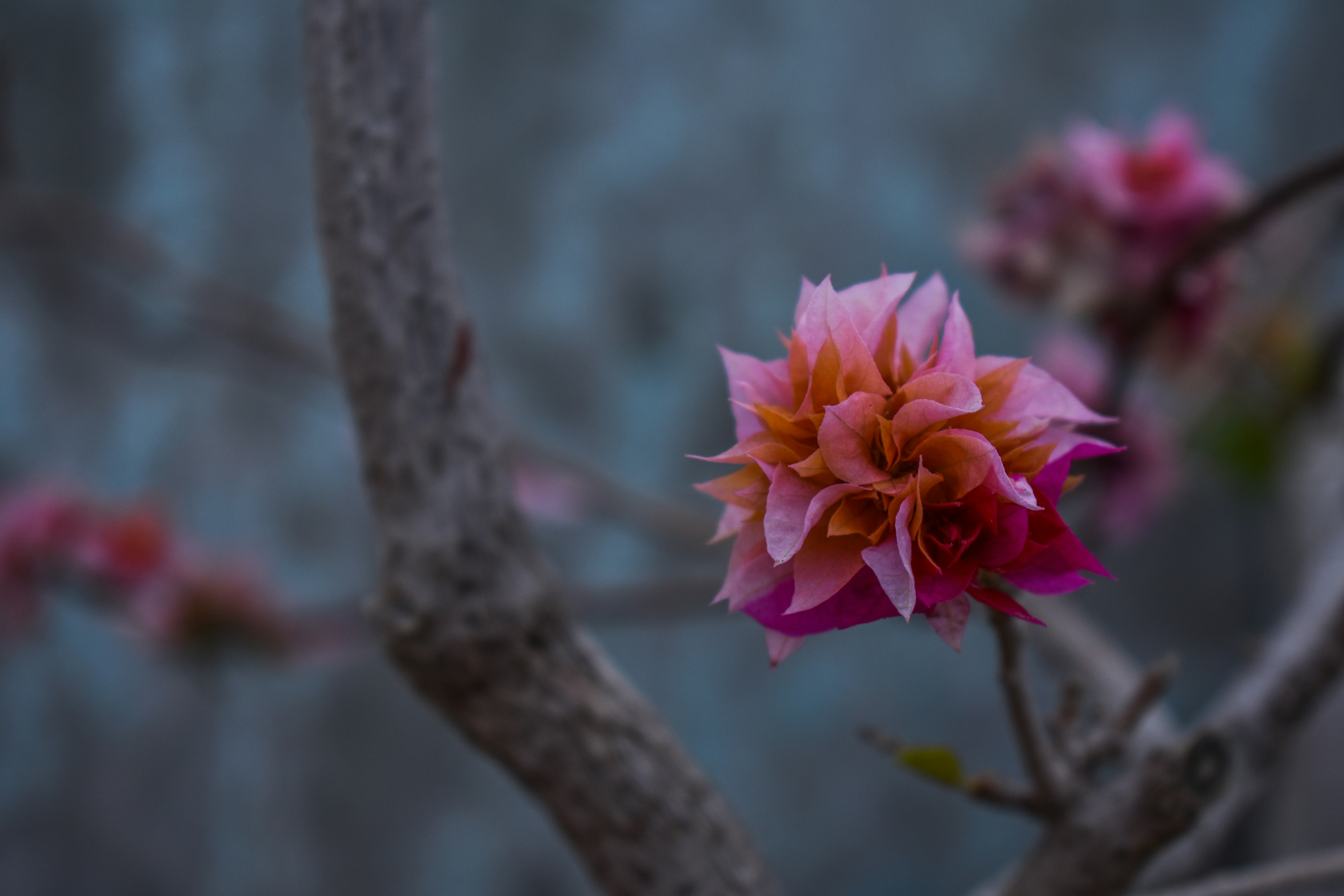 a close up of a pink flower on a tree
