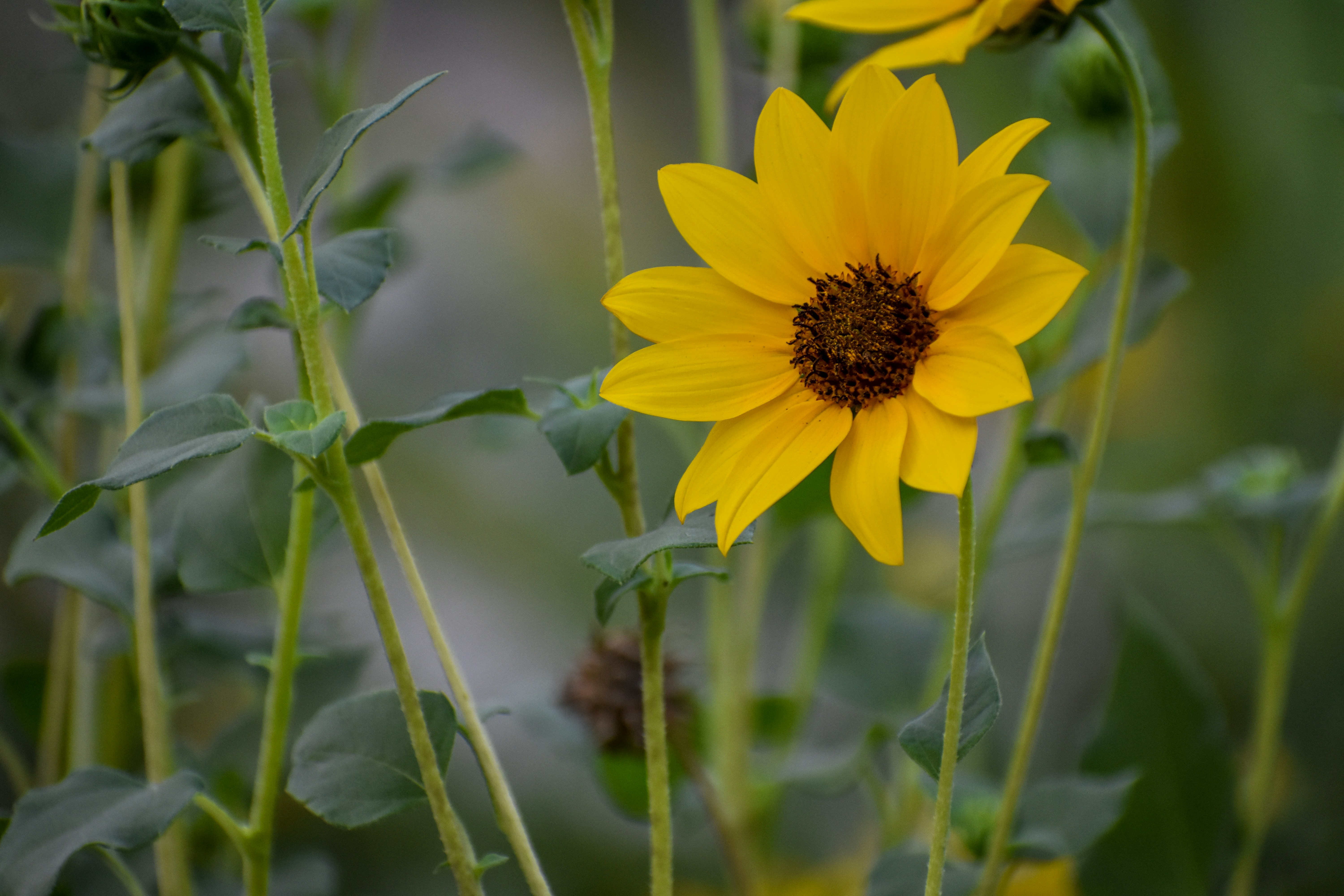 Vibrant yellow sunflower stands out against a backdrop of green foliage, showcasing its intricate details and natural beauty.