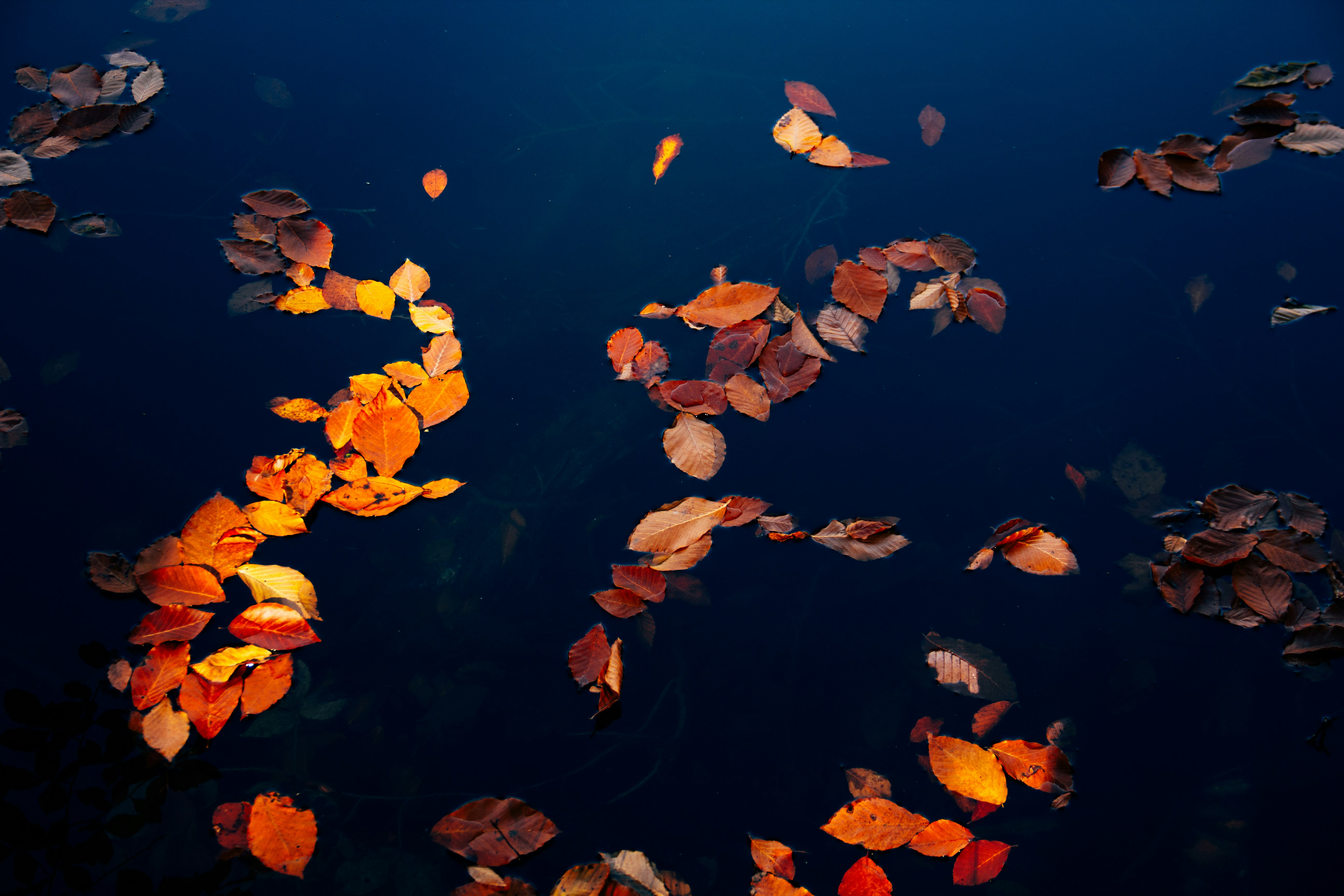 Colorful autumn leaves floating serenely on the surface of a tranquil body of water.