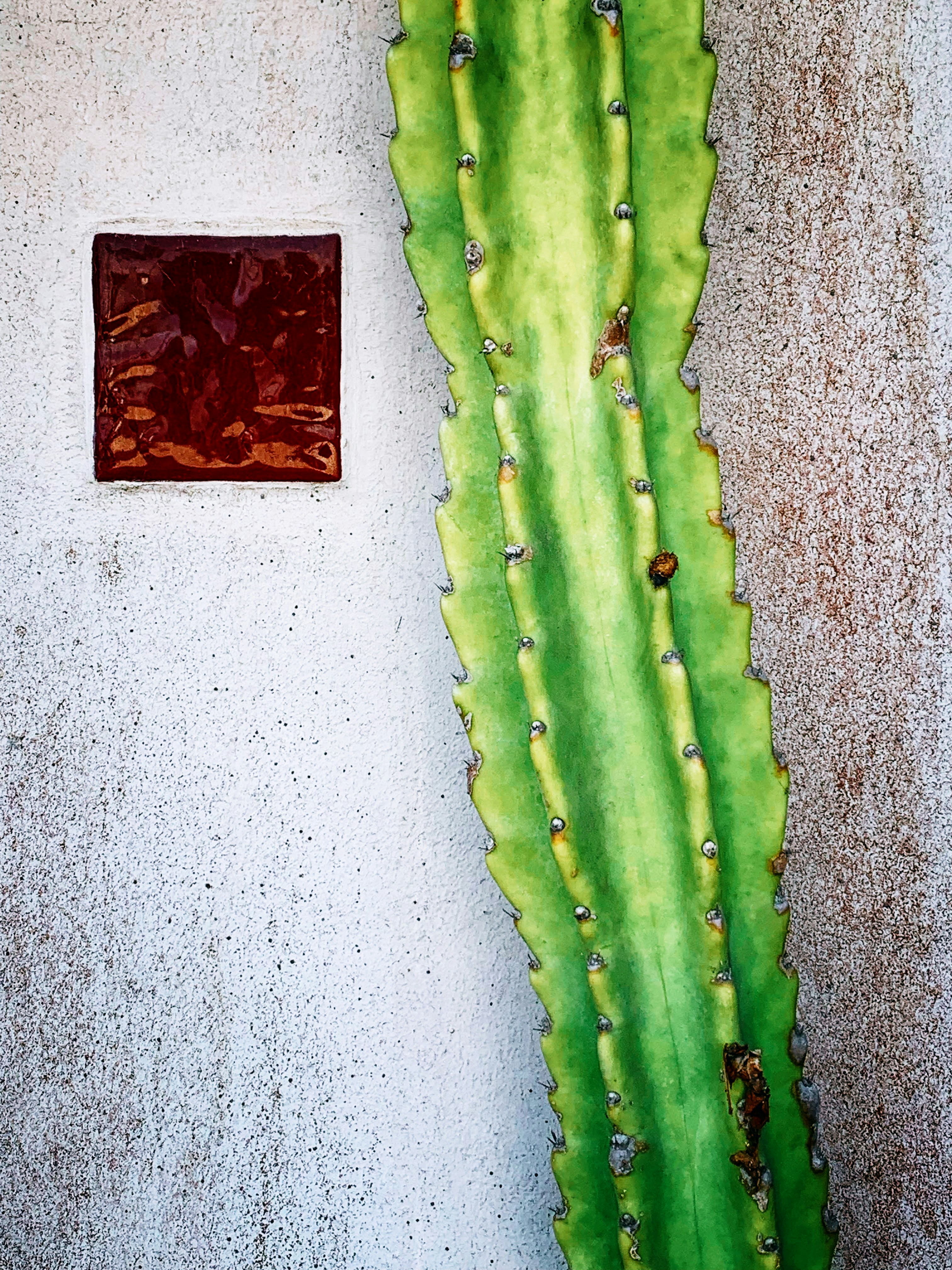 Cactus and wall, Carpinteria, CA.