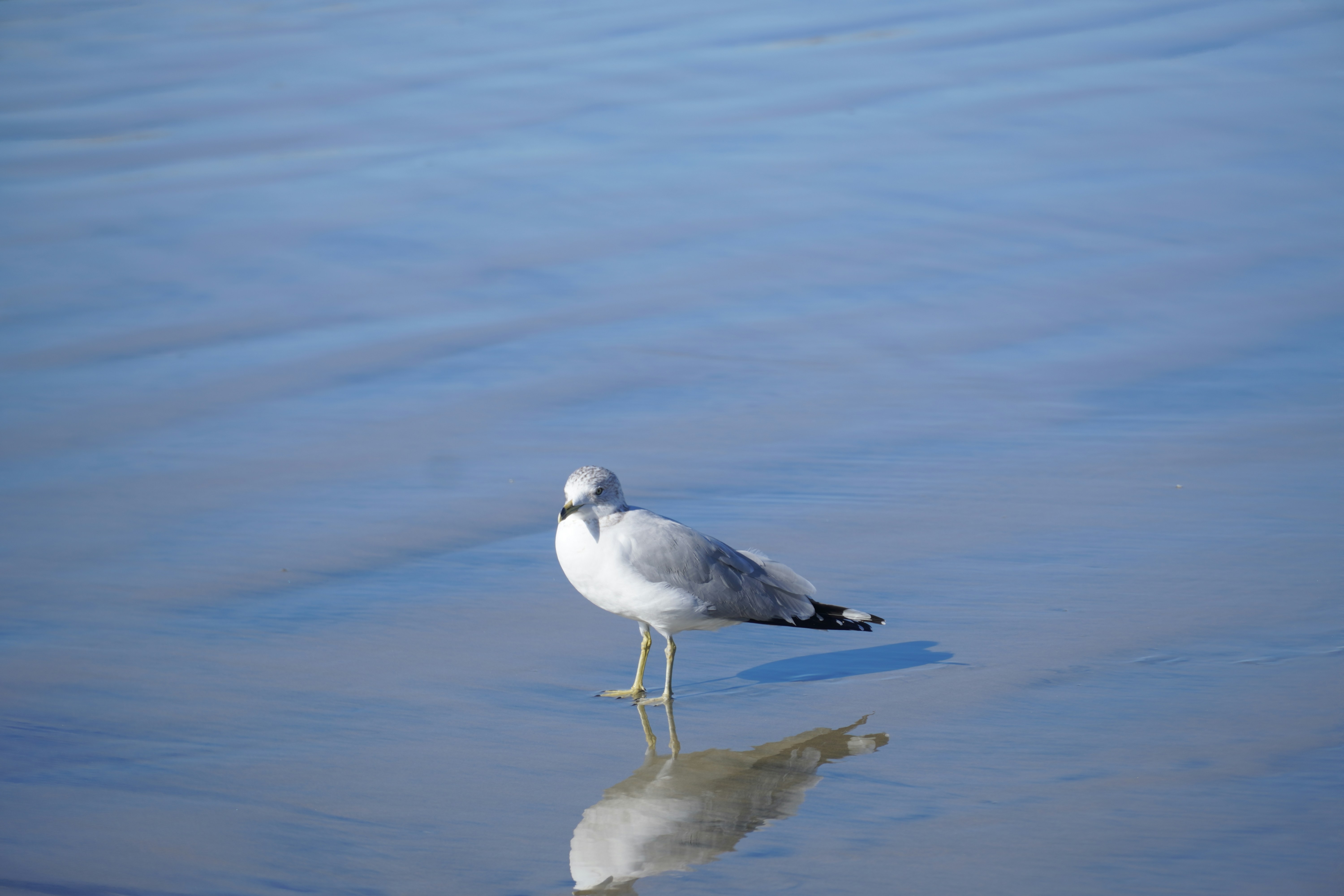Simple Timer Stopwatch is a Cool timer and Stopwatch for Windows and ...