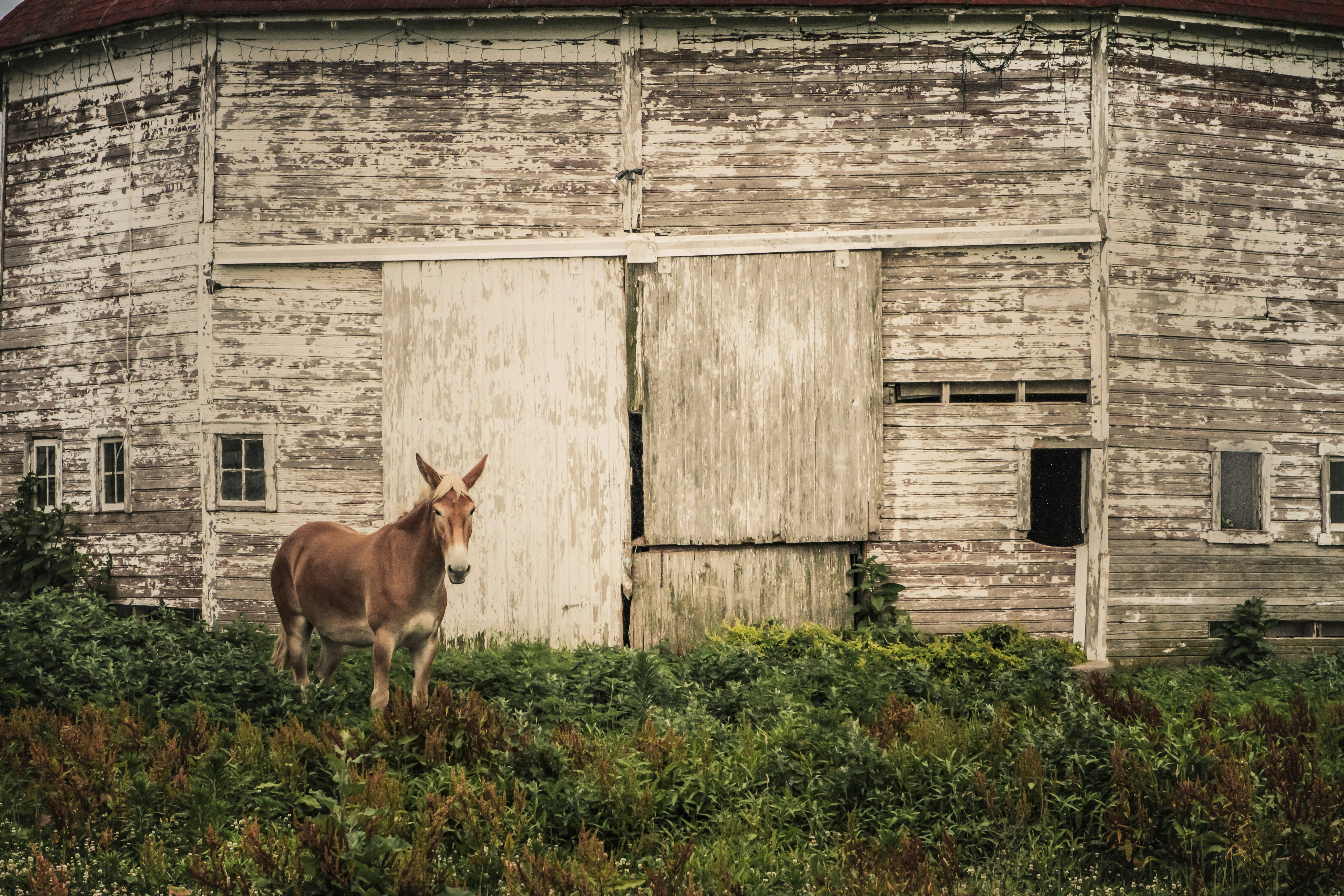a donkey standing in front of an old barn