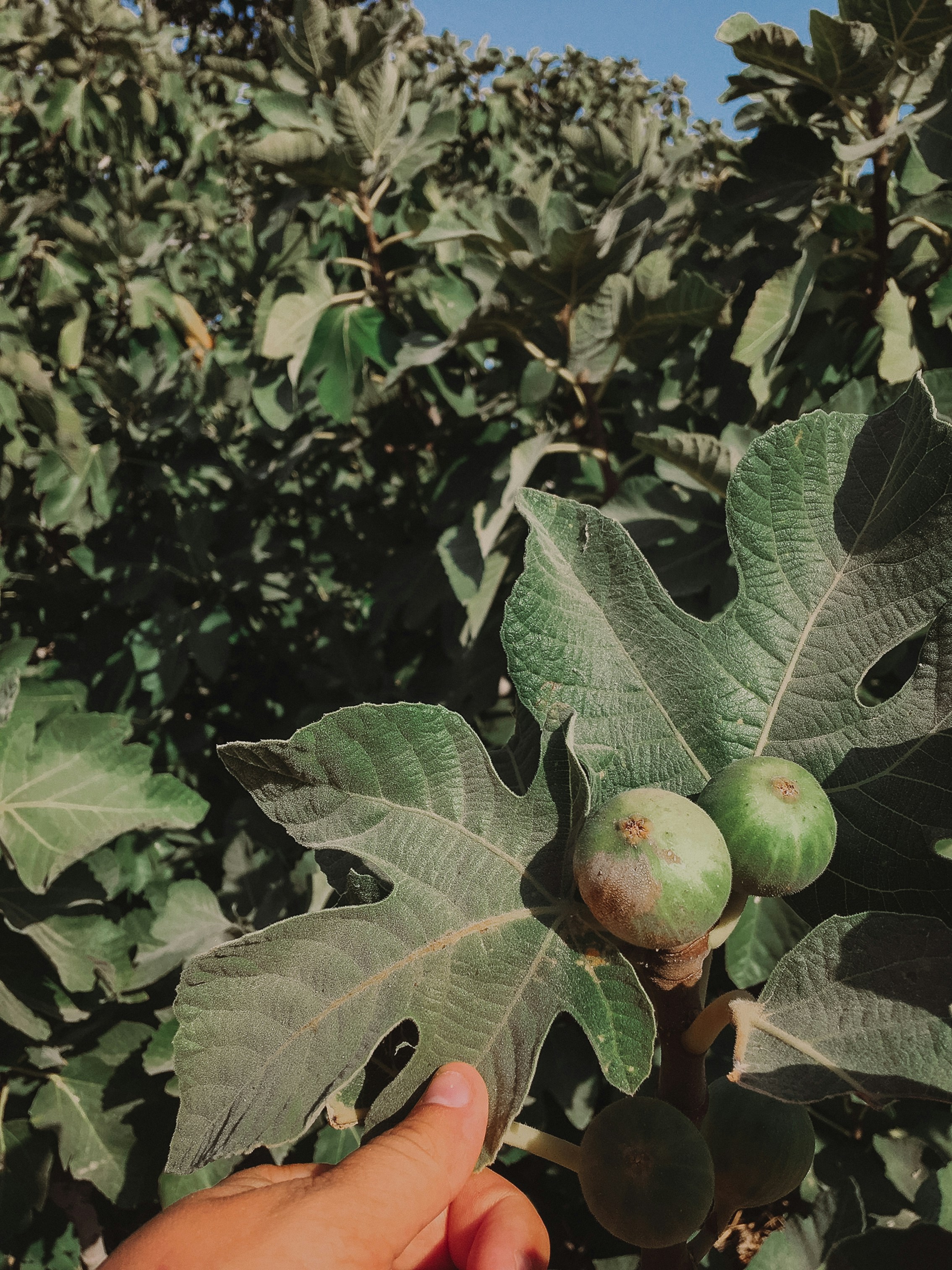 Une main tendant la main vers une noix sur un arbre photo – Photo Fruit ...