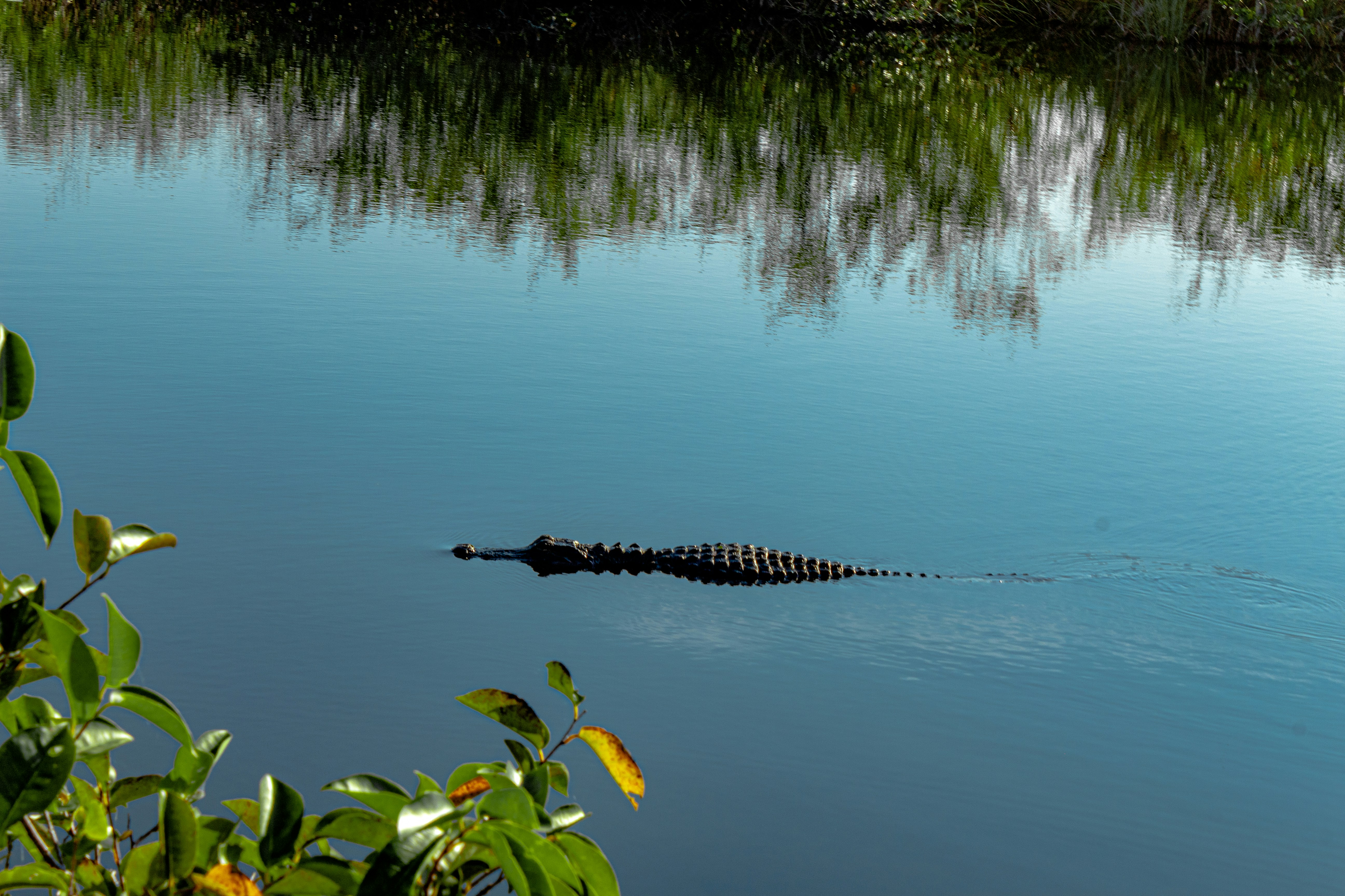 An alligator glides through the tranquil waters, surrounded by lush greenery and reflections of the sky. A moment of nature's calm captured.