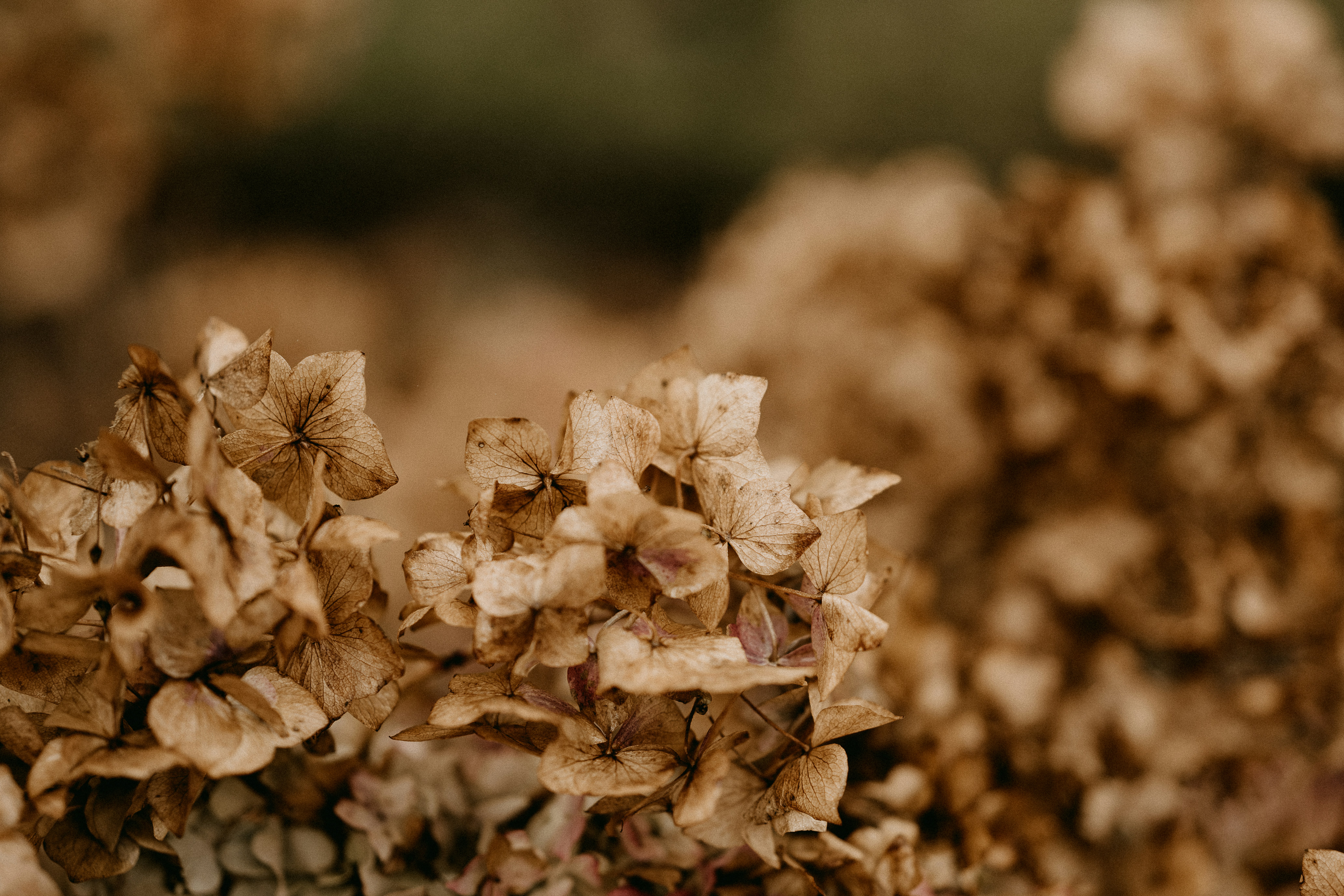 A close up of a bunch of dead flowers photo – Free Plant Image on Unsplash