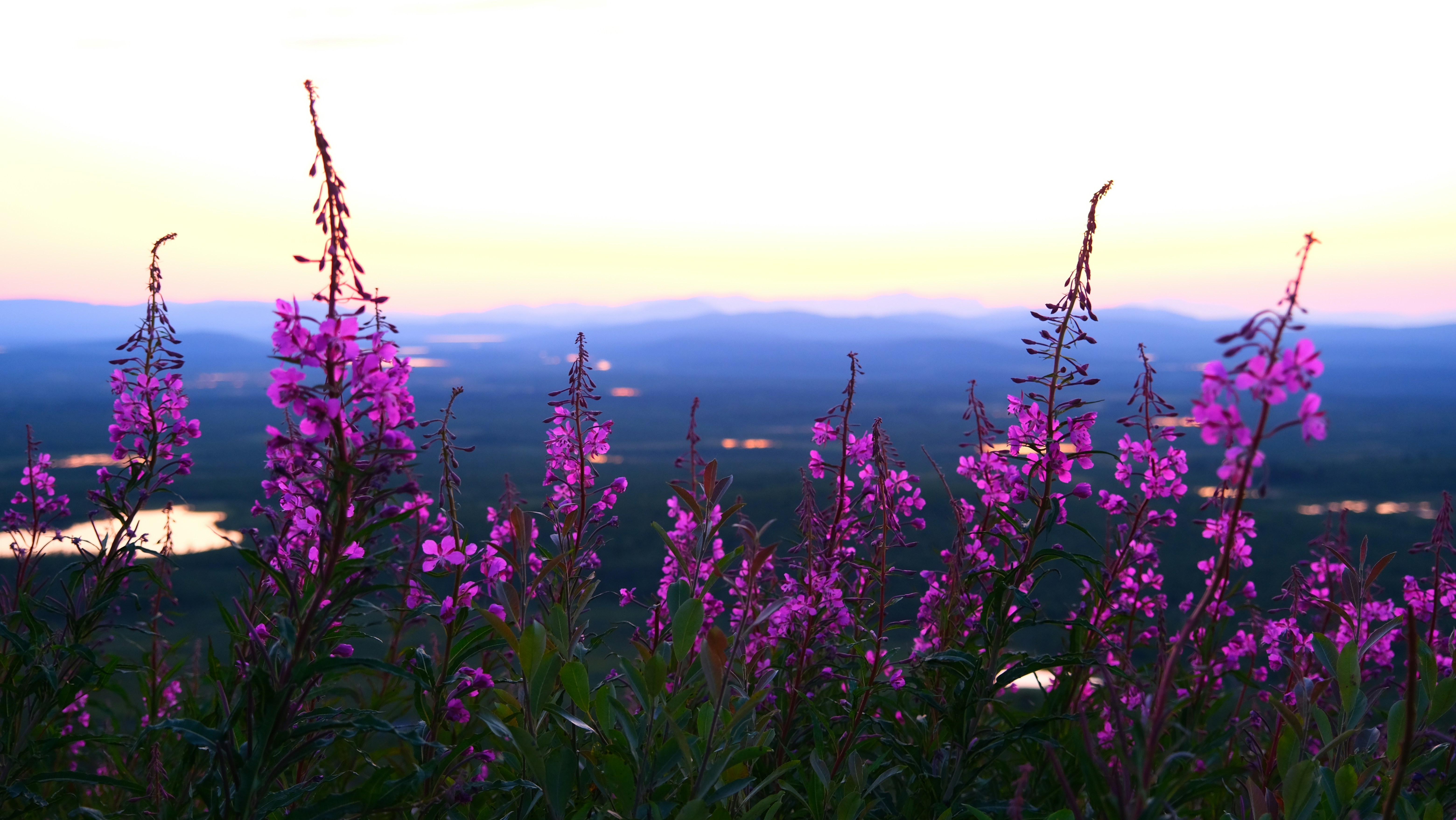 Purple flowers in the foreground with a view of a valley in the ...