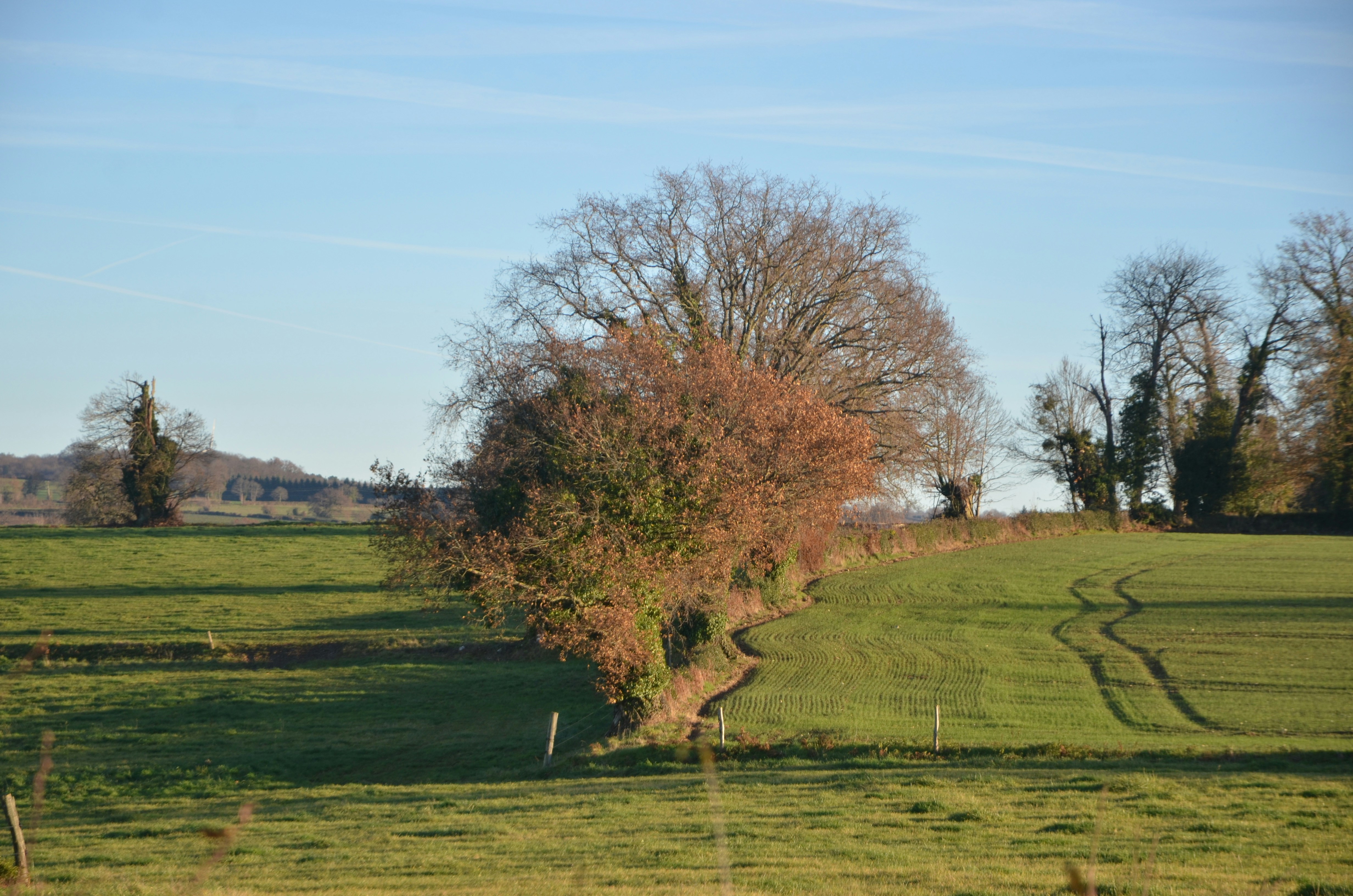 A solitary tree adorned with autumn foliage stands amidst lush green fields, tracing a winding path through the landscape.