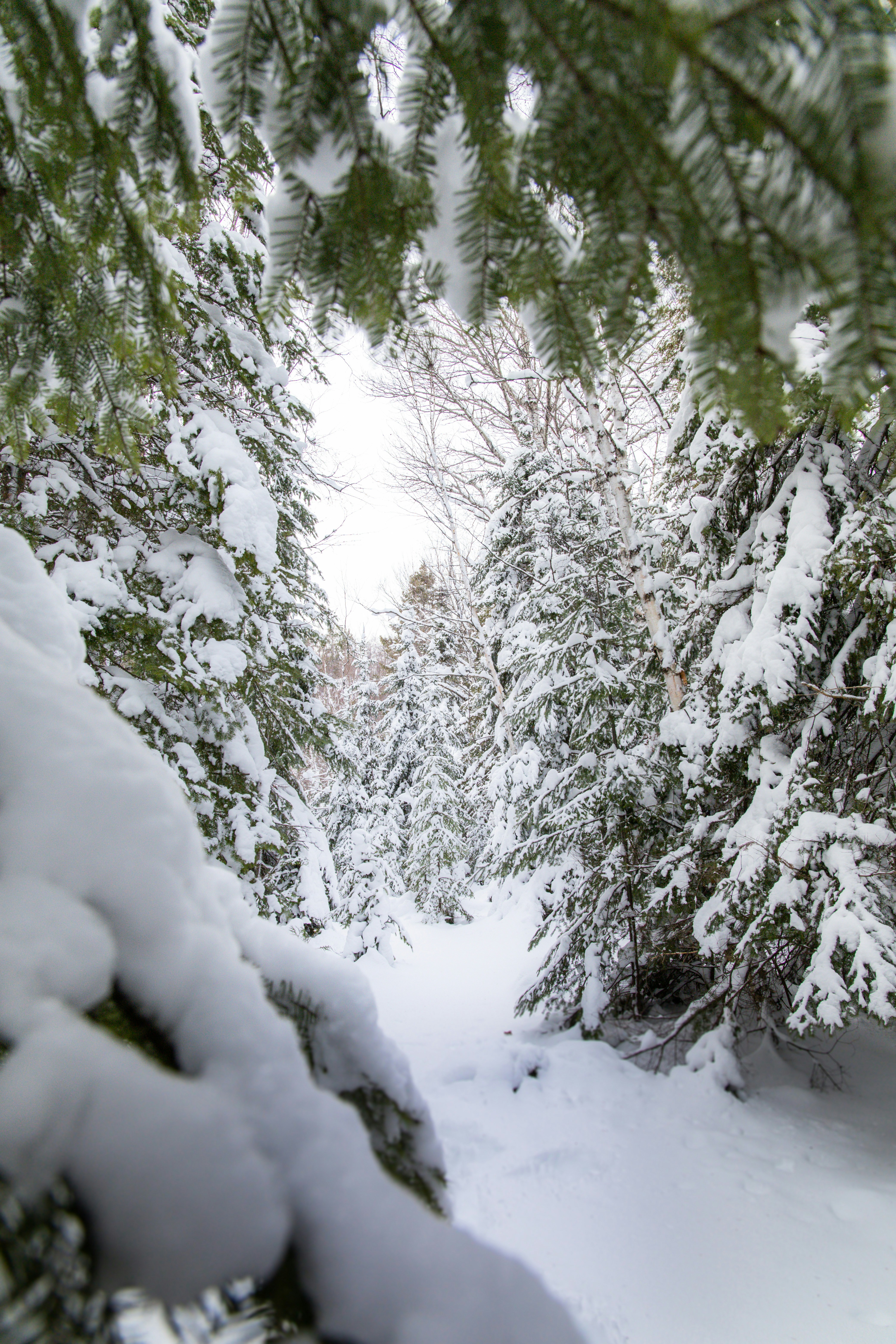 A snow covered forest filled with lots of trees photo – Free Nature ...