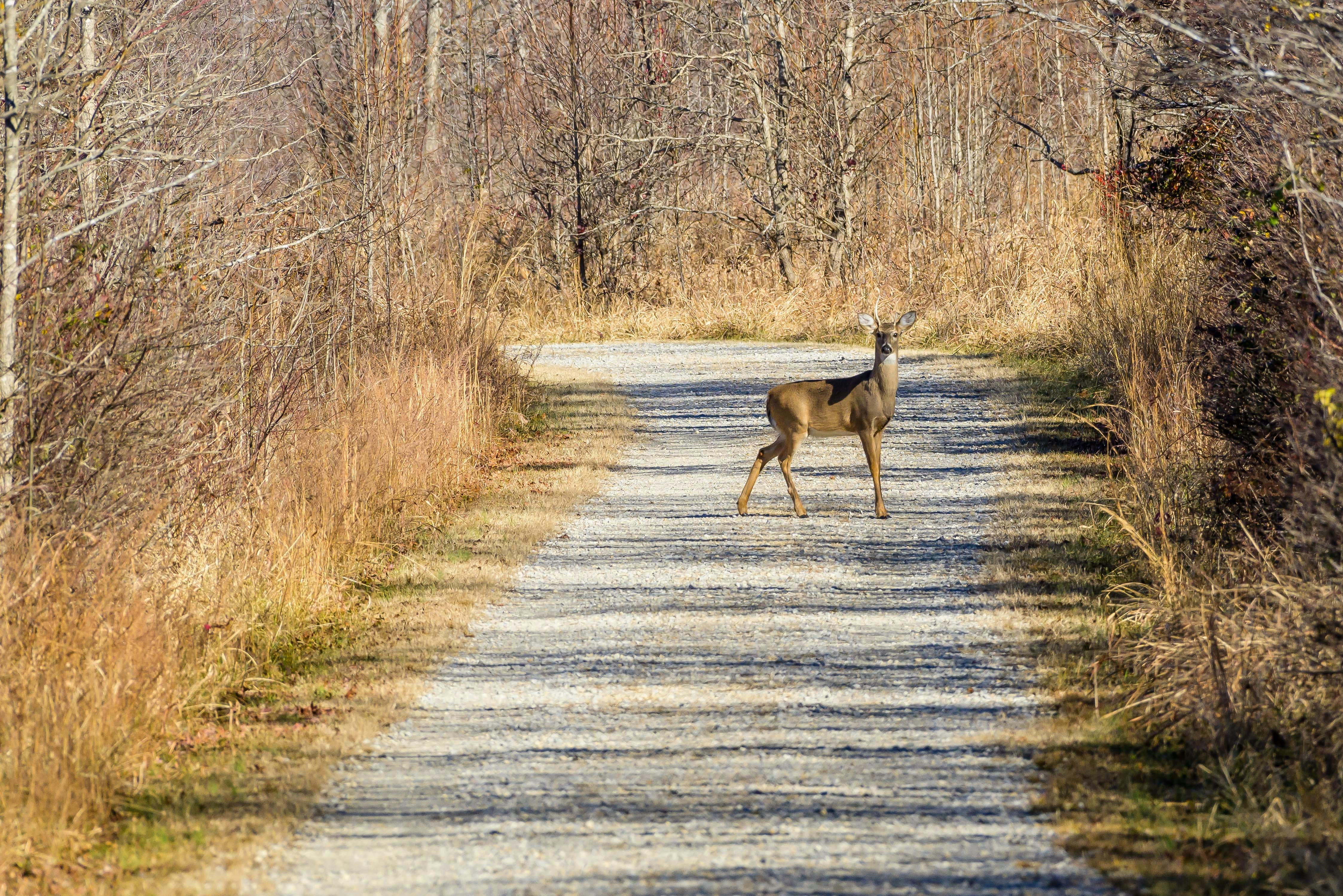 A deer standing on a dirt road in the middle of a forest photo – Free ...