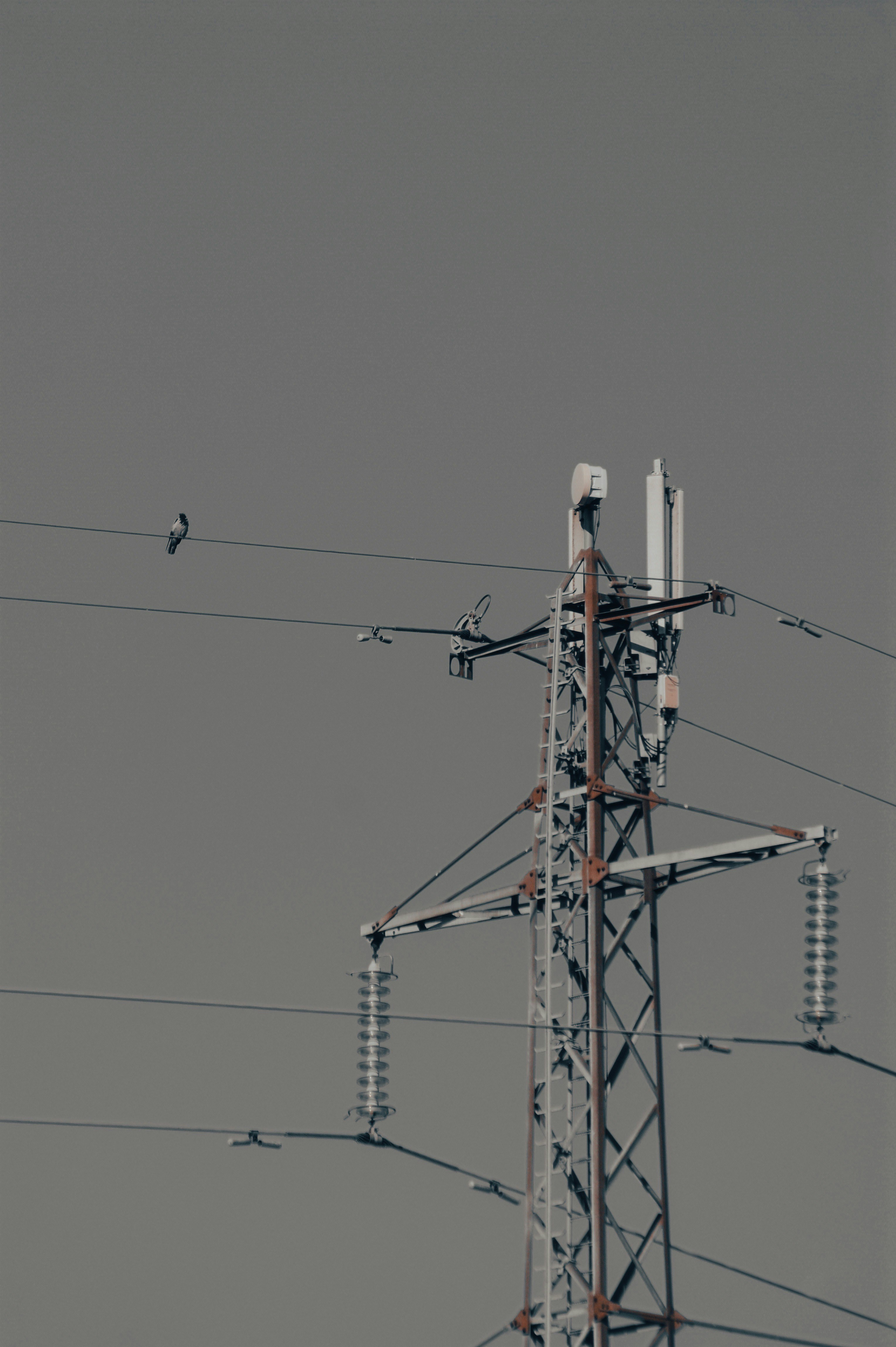 Sentry on the Spire: a solitary bird on the wire above the tower