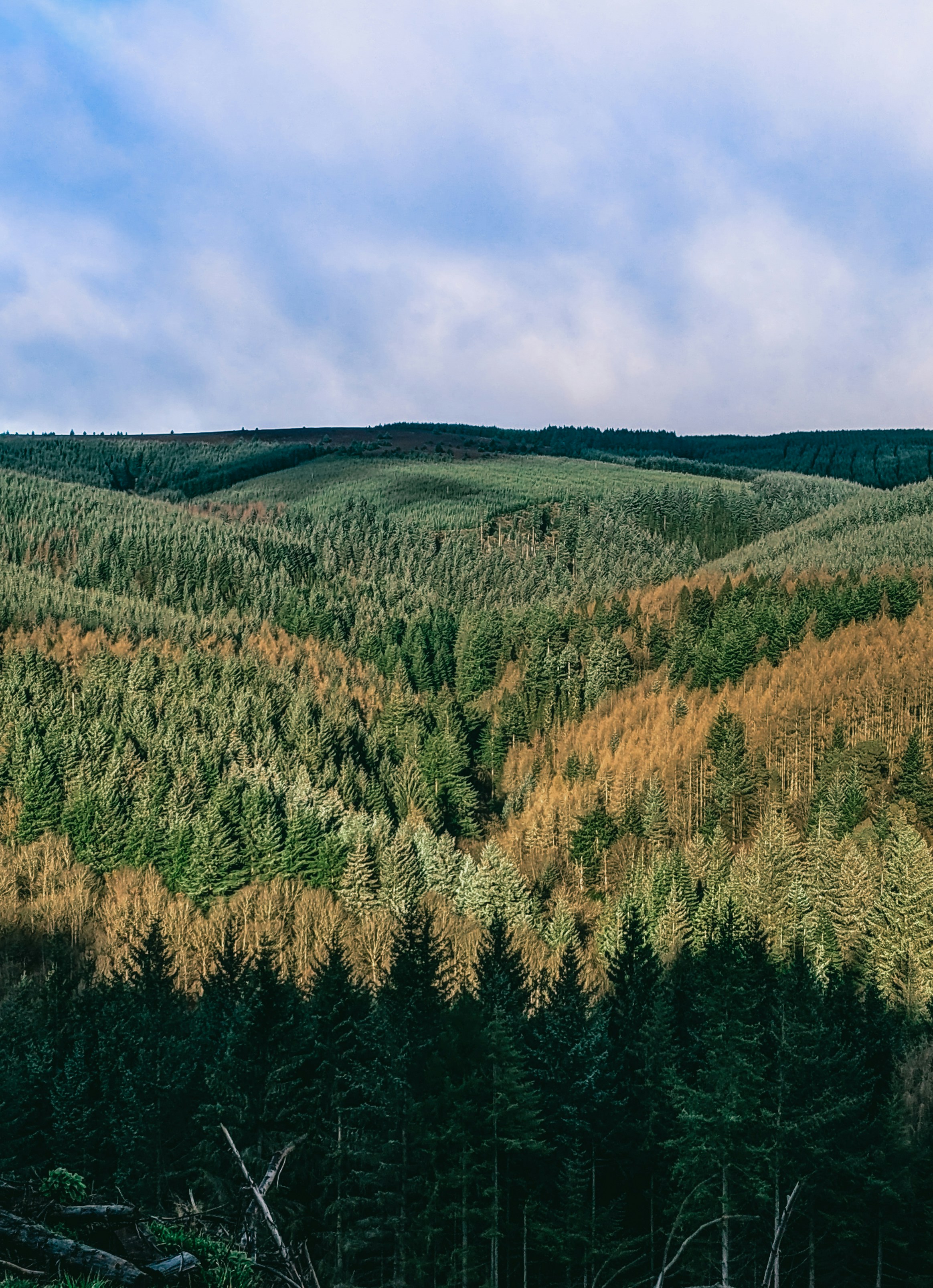 Autumn Pines on a Rolling Ridge Beneath a Calm Blue Sky