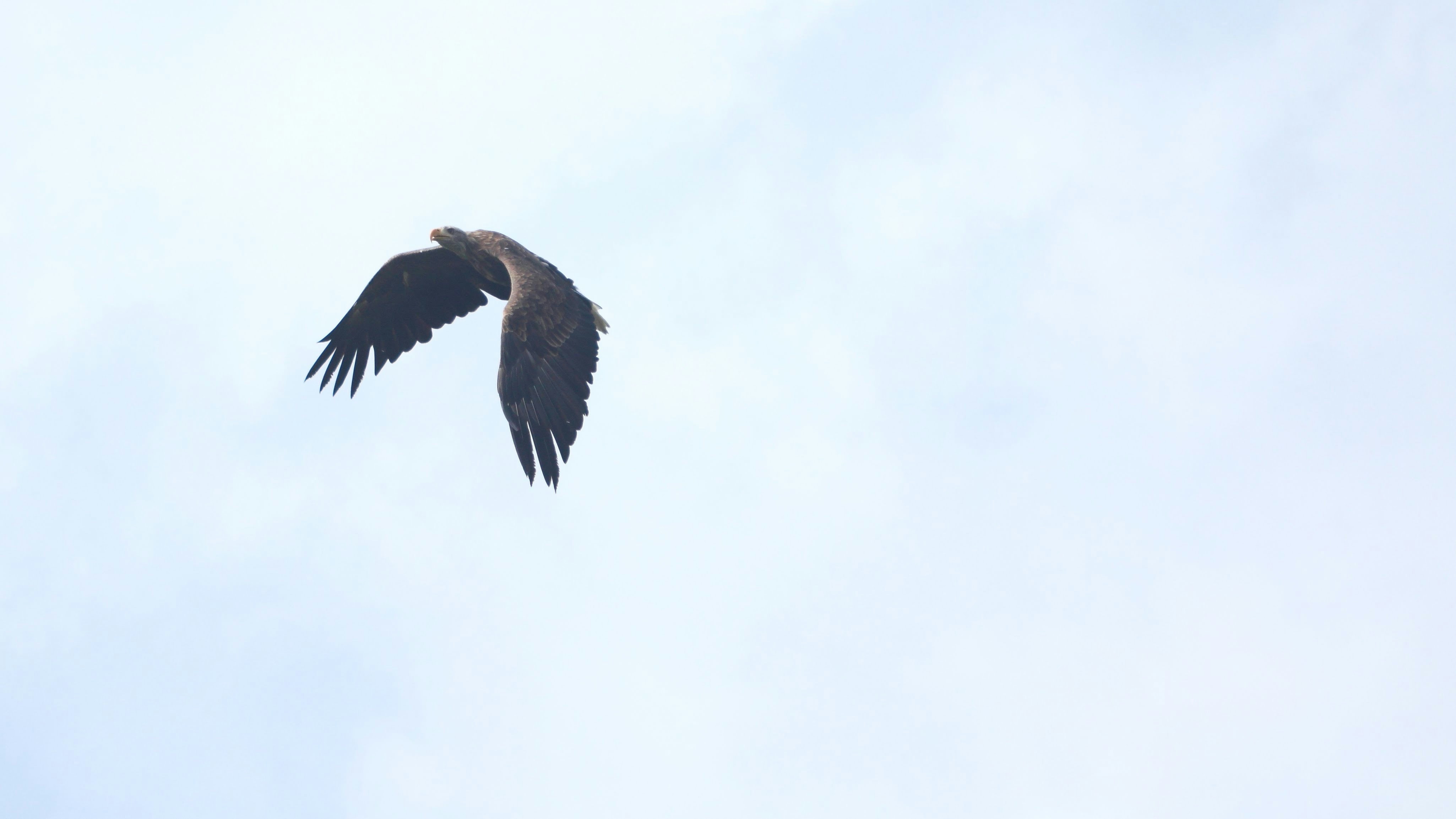 A solitary eagle gliding gracefully against a soft, cloudy backdrop, showcasing its impressive wingspan.