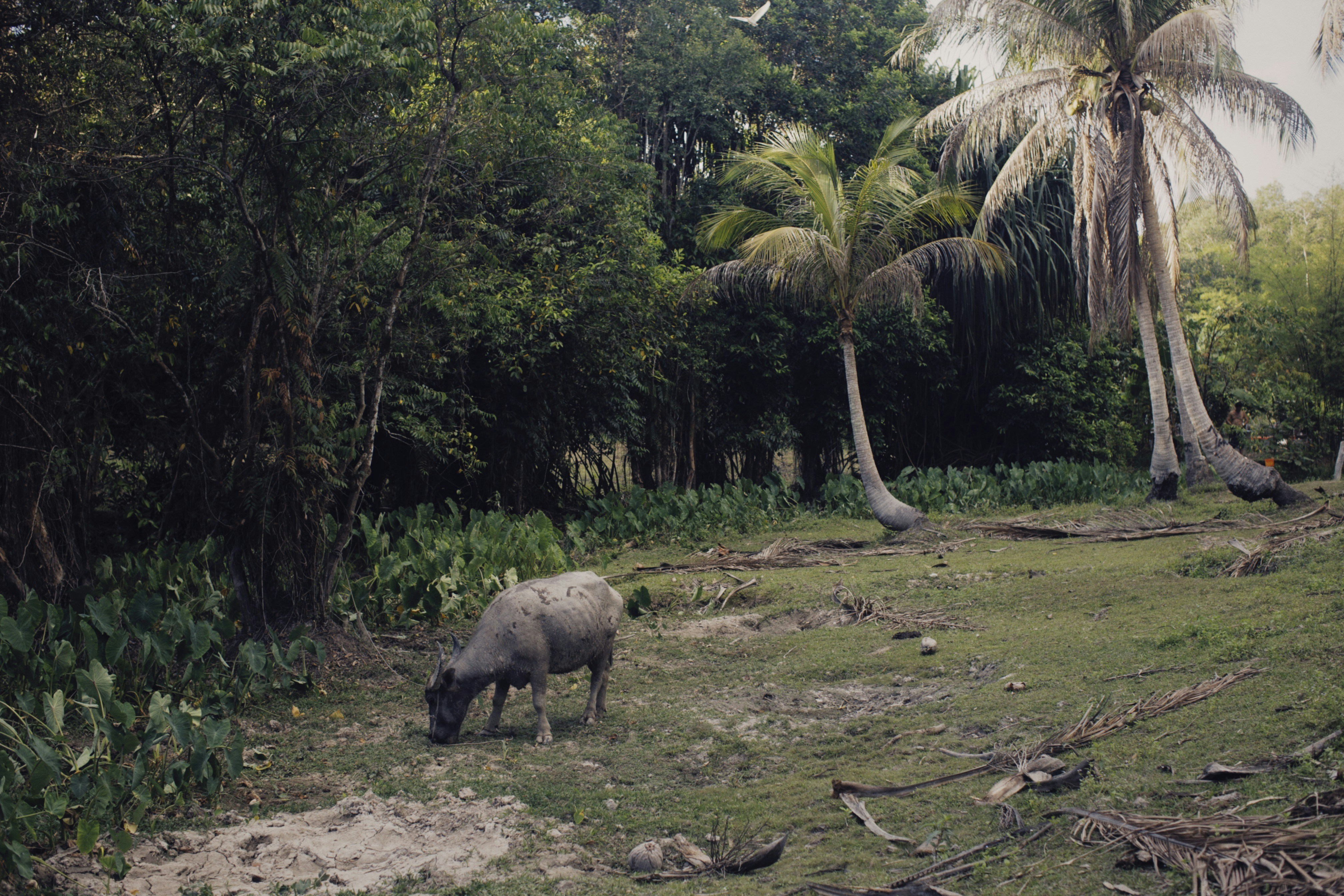 Herded by Dunes: A lone pig grazes near a tropical grove