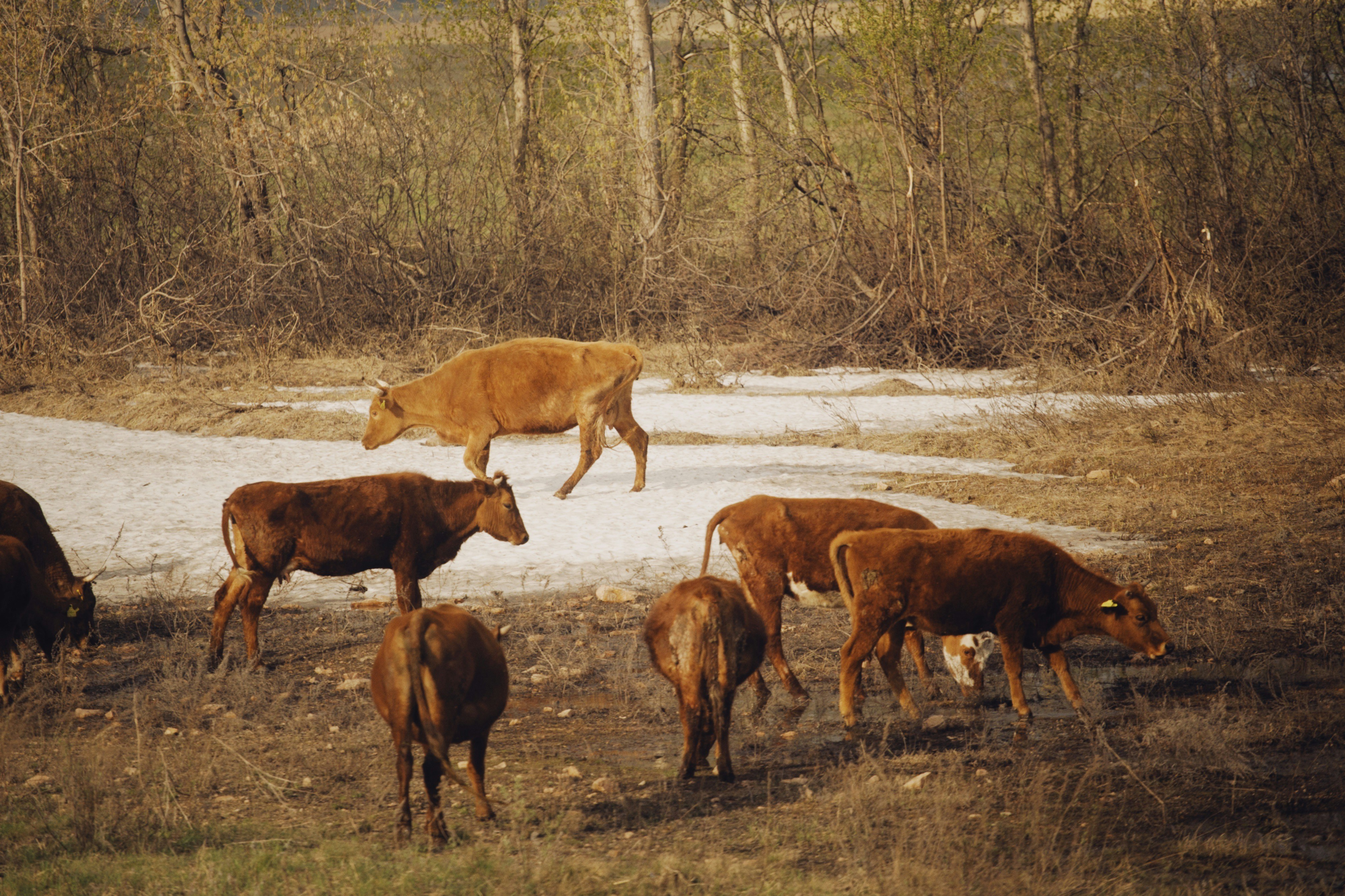 a herd of cattle standing on top of a snow covered field