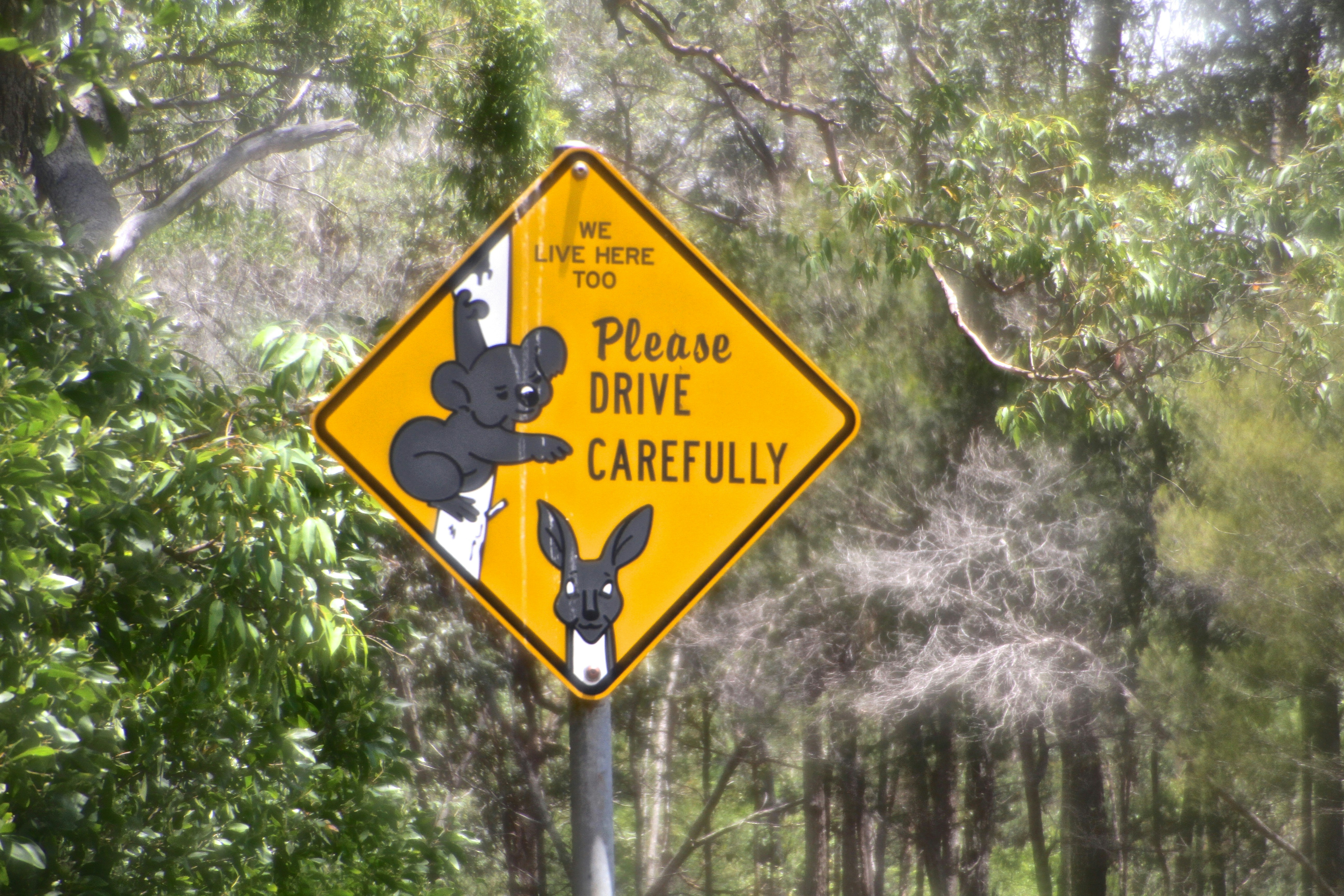 A cautionary road sign featuring a koala and a kangaroo, urging drivers to drive carefully for the safety of local wildlife.