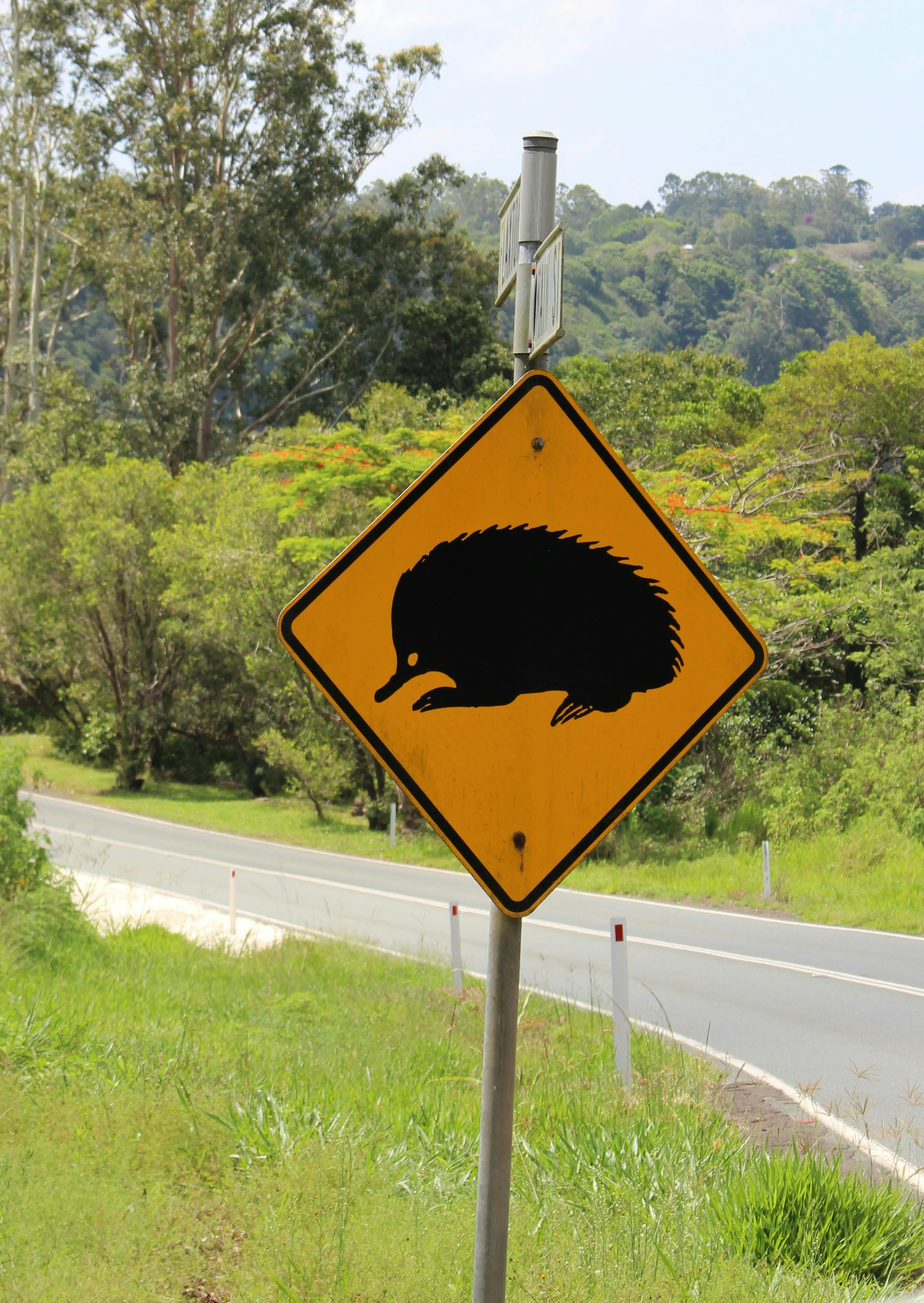 A road sign warning of a porcupine crossing photo – Free Australia ...