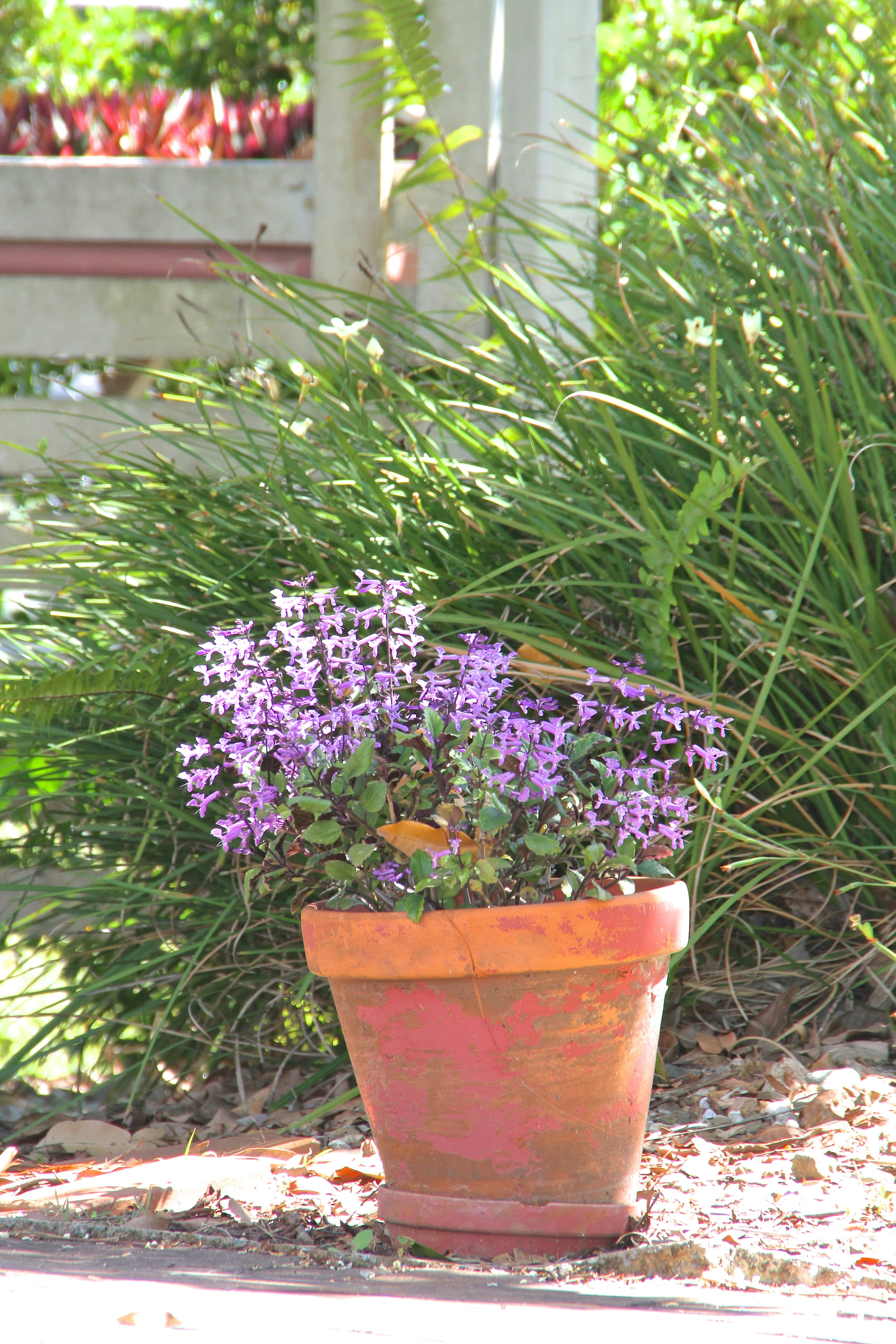 Terracotta Pot of Violet Blooms Basking in a Sunlit Garden