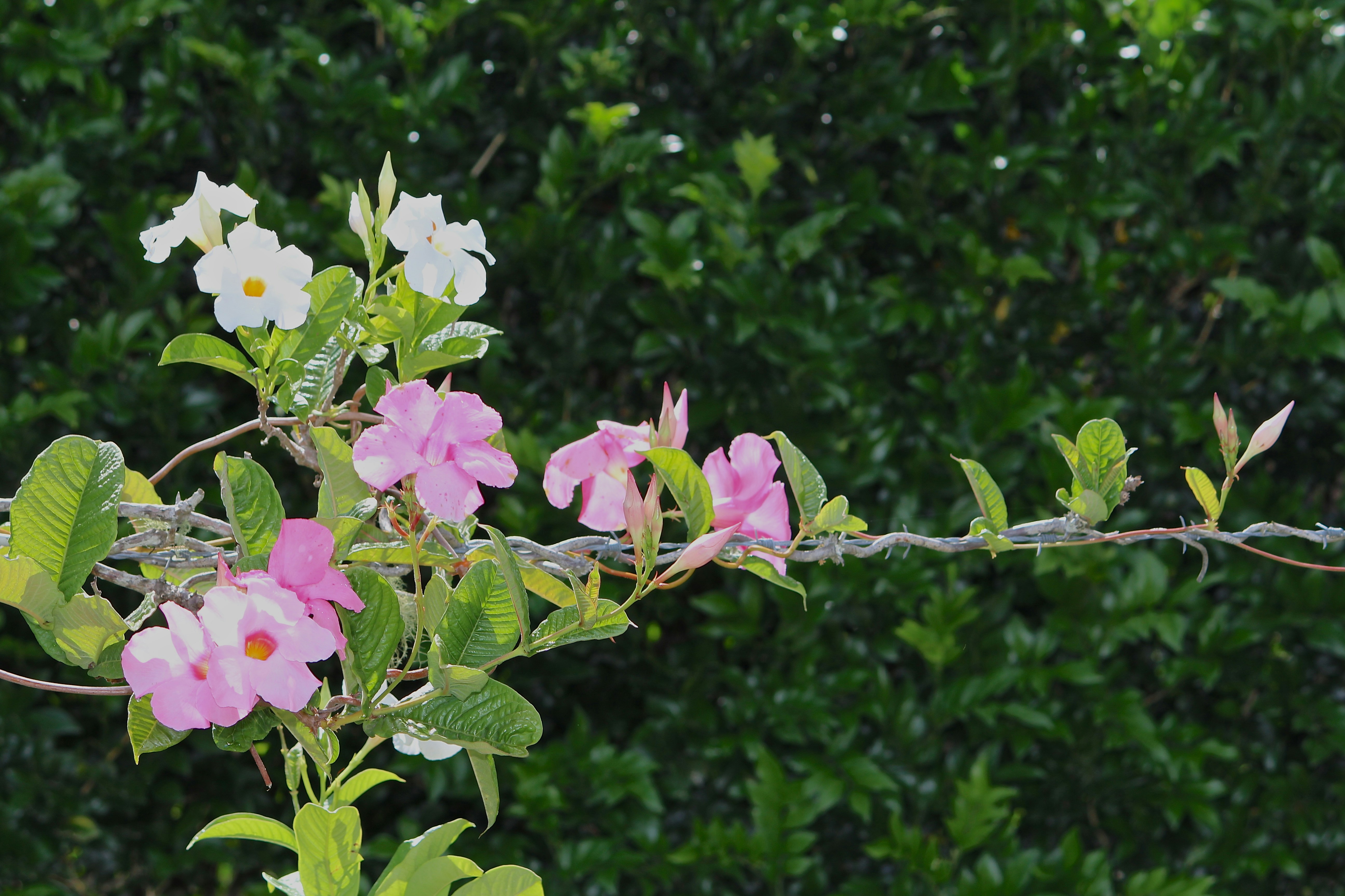 Blush on a Branch: Pink and White Blooms Against a Velvet Green Hedge