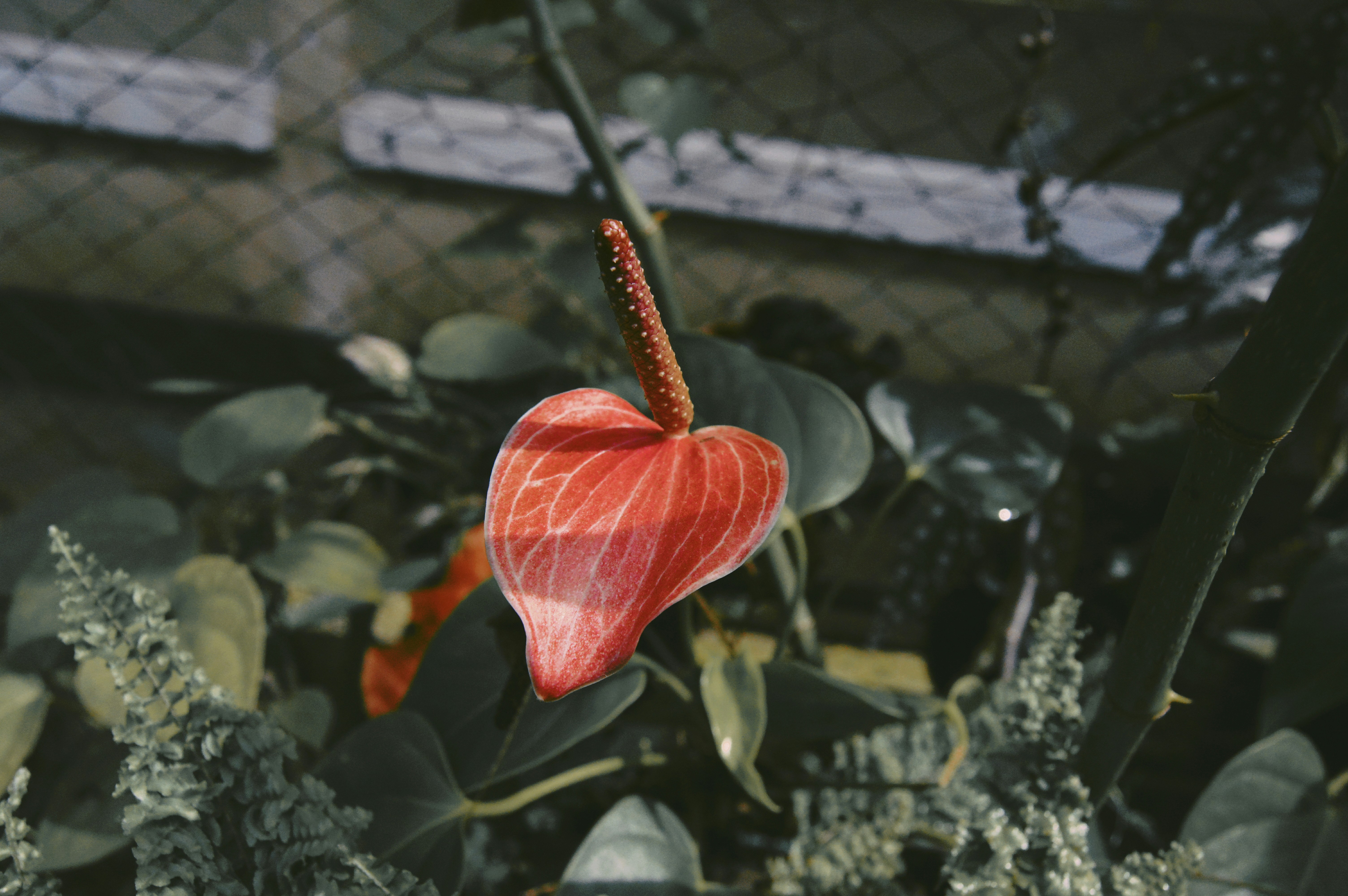 flower at green house