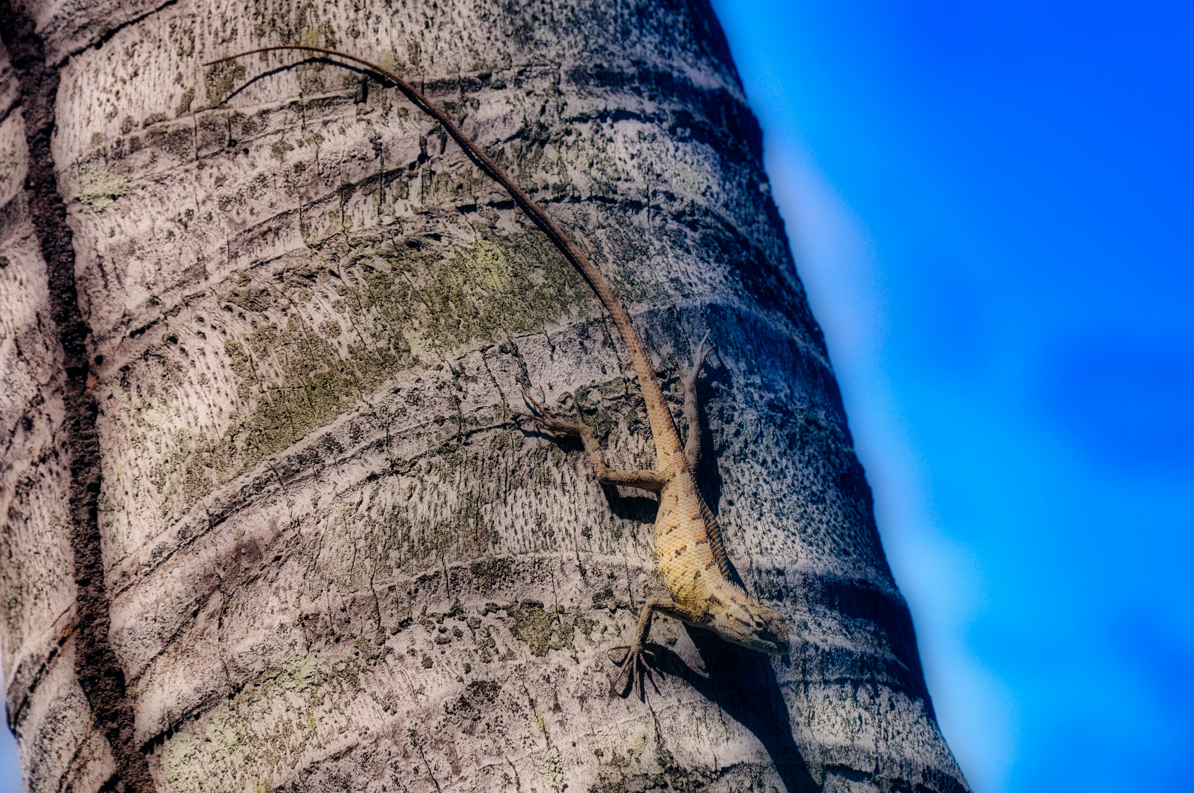 A lizard climbing up the side of a palm tree photo – Free Mauritius ...