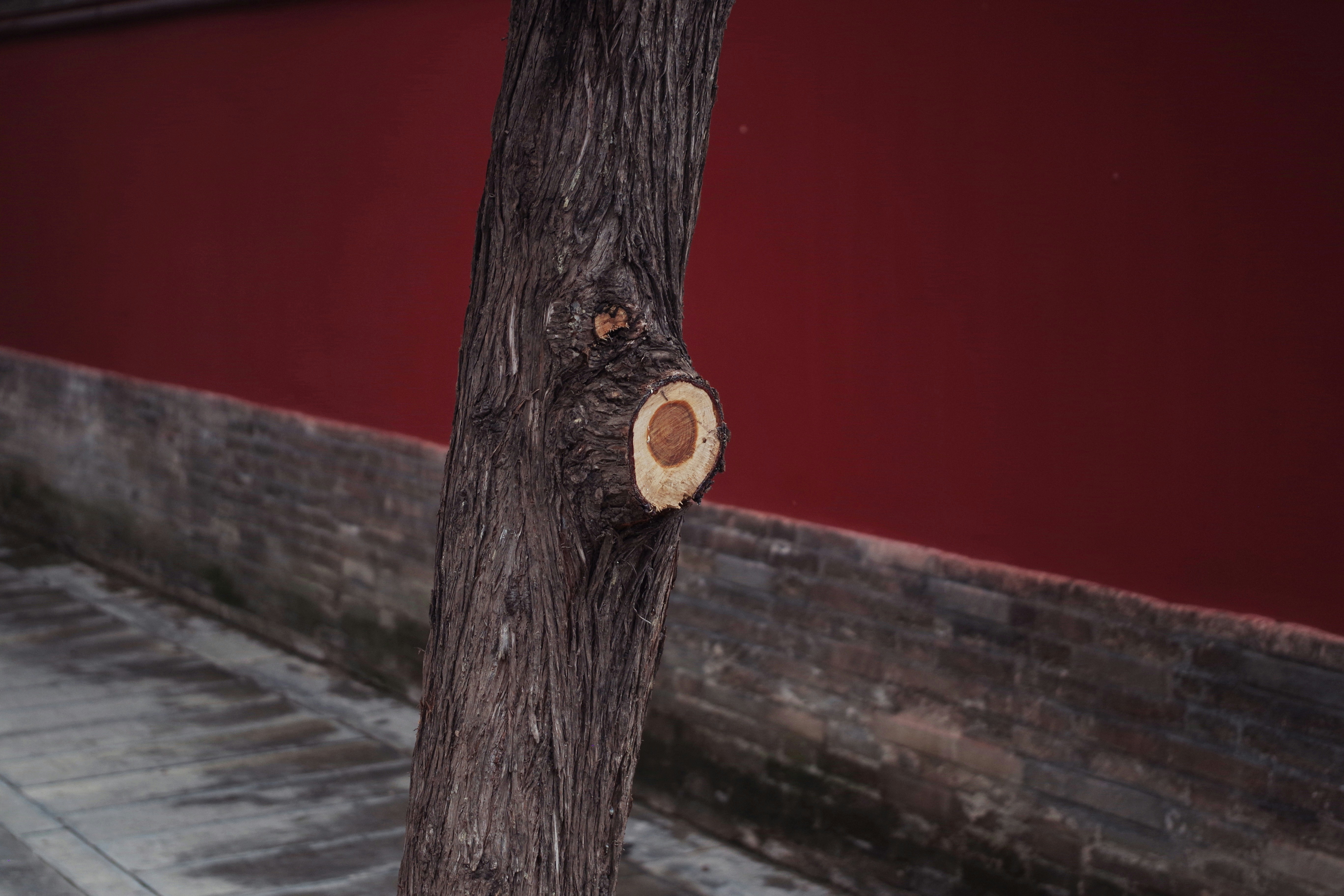 a tree with a face carved into it