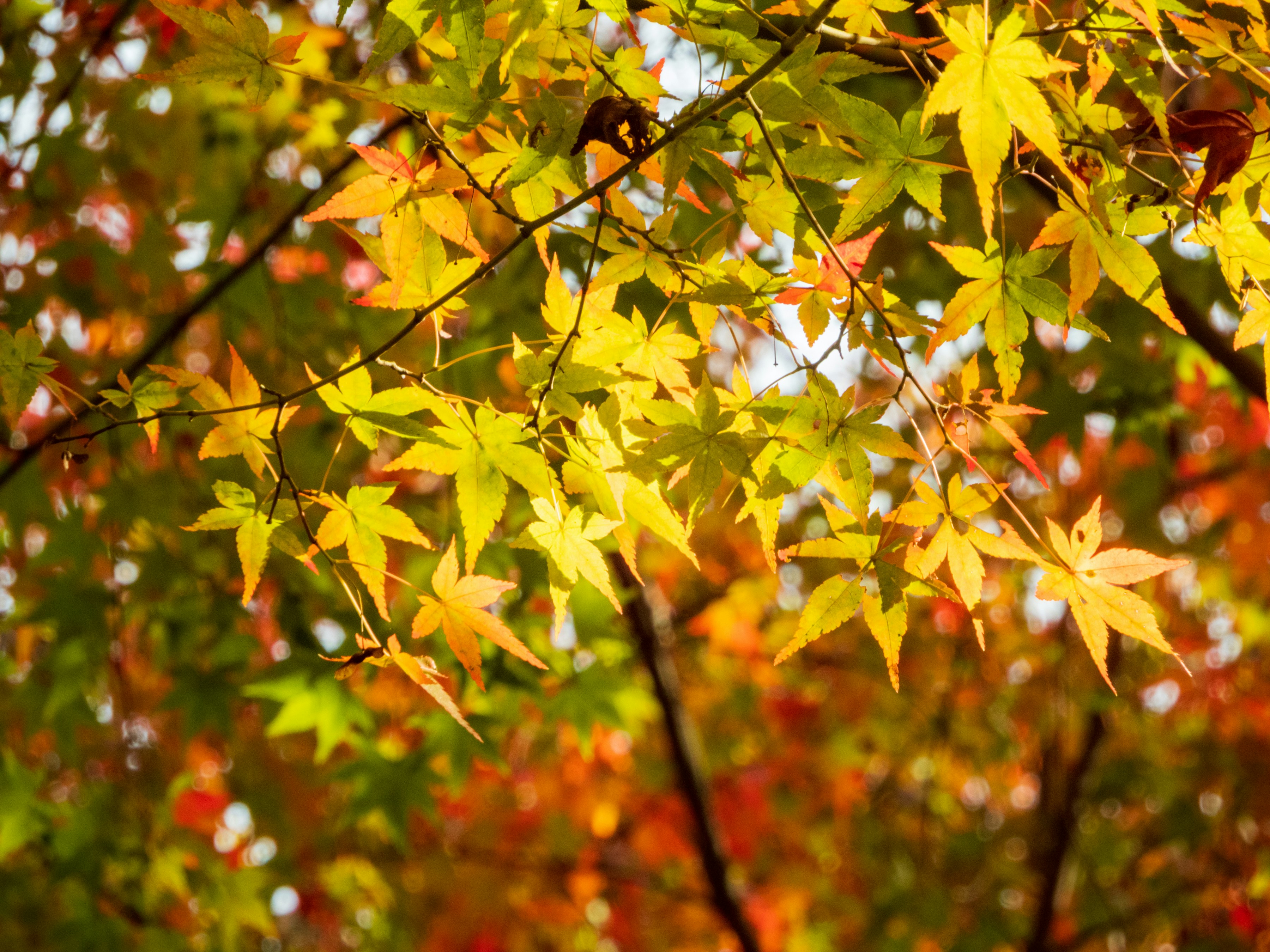 The leaves of a tree are changing colors photo – Free Autumn Image on ...