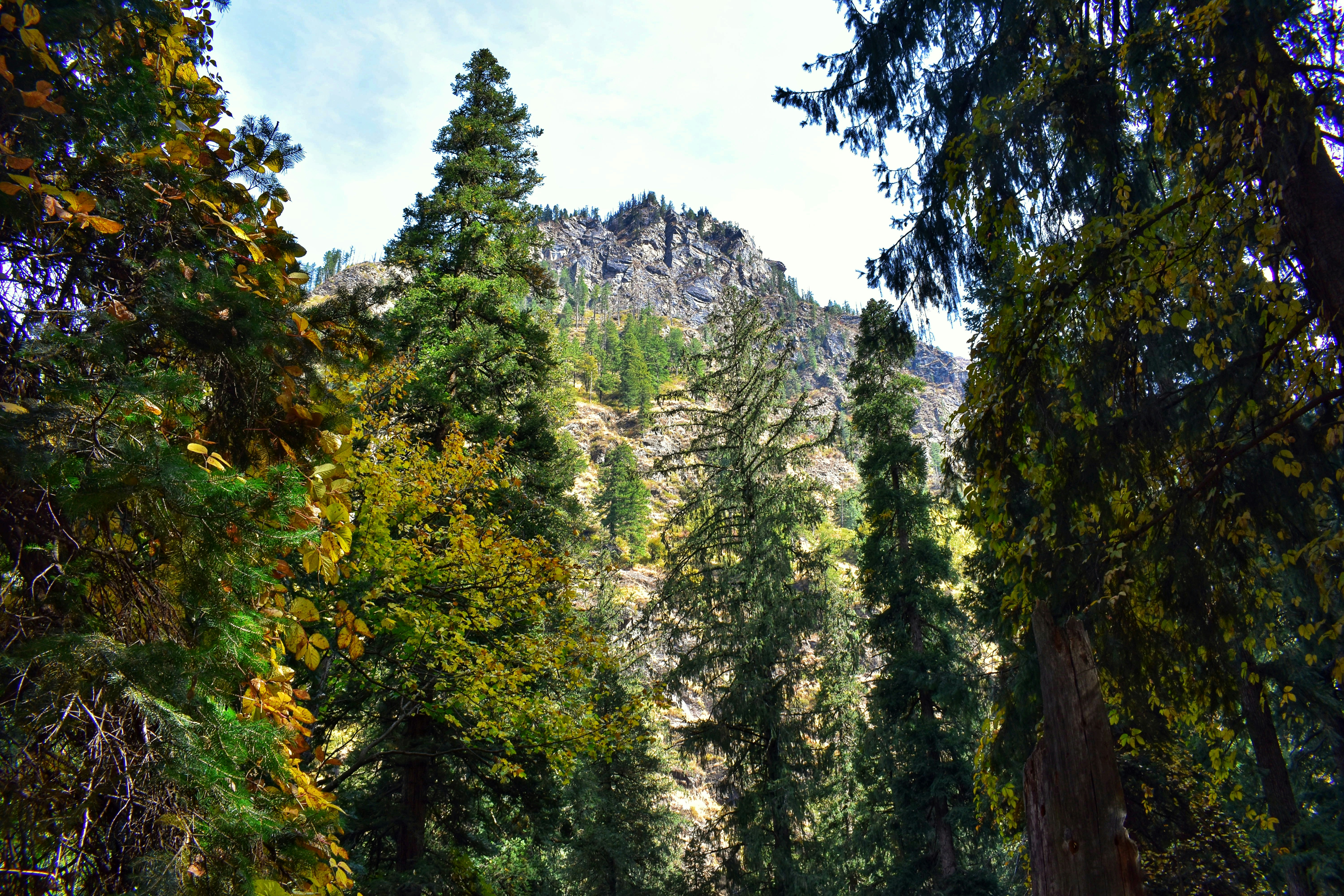 Ridge Beyond the Pines: Morning Light on a Mountain