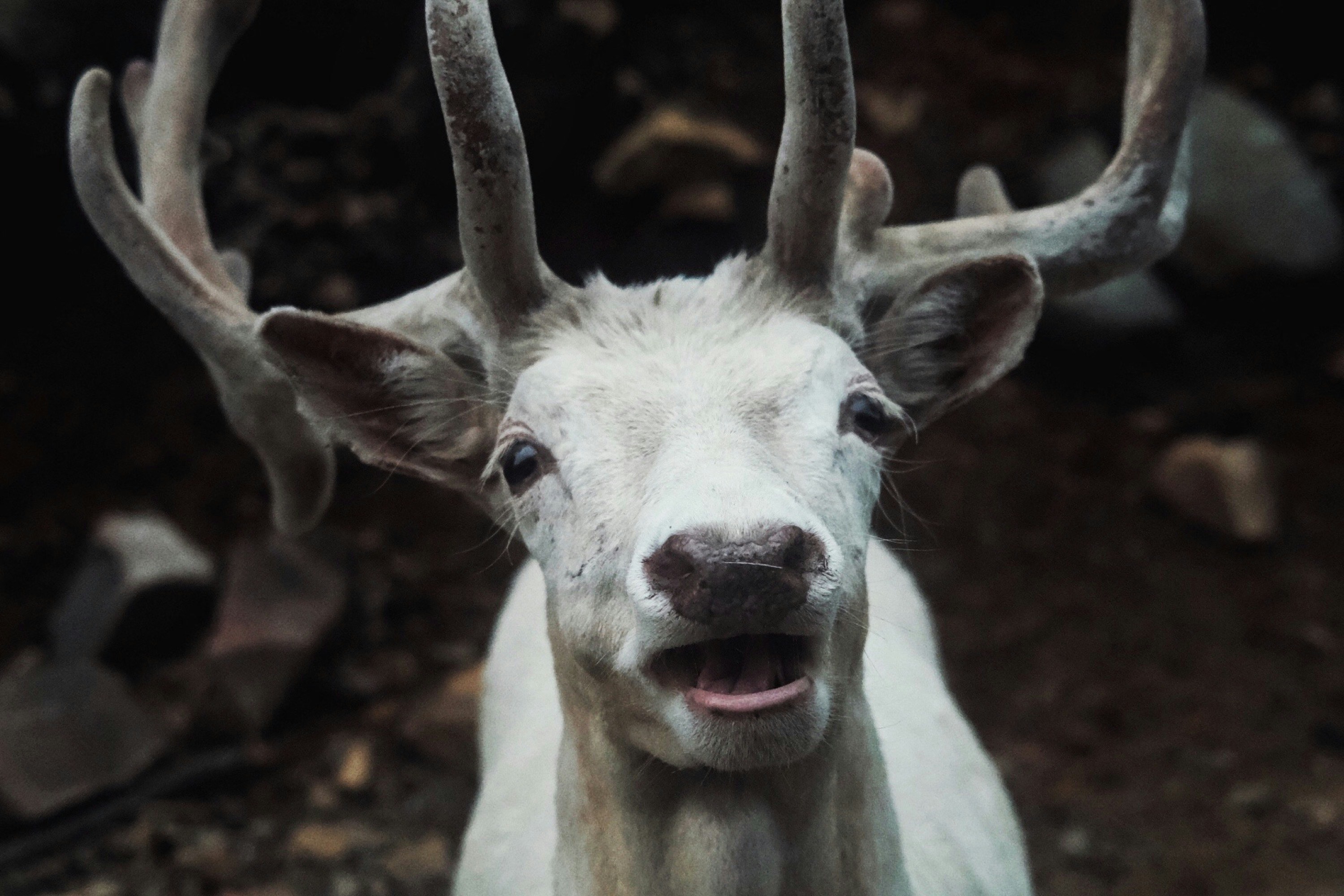 Close-Up of a White Stag: Velvet Antlers Against a Rocky Backdrop