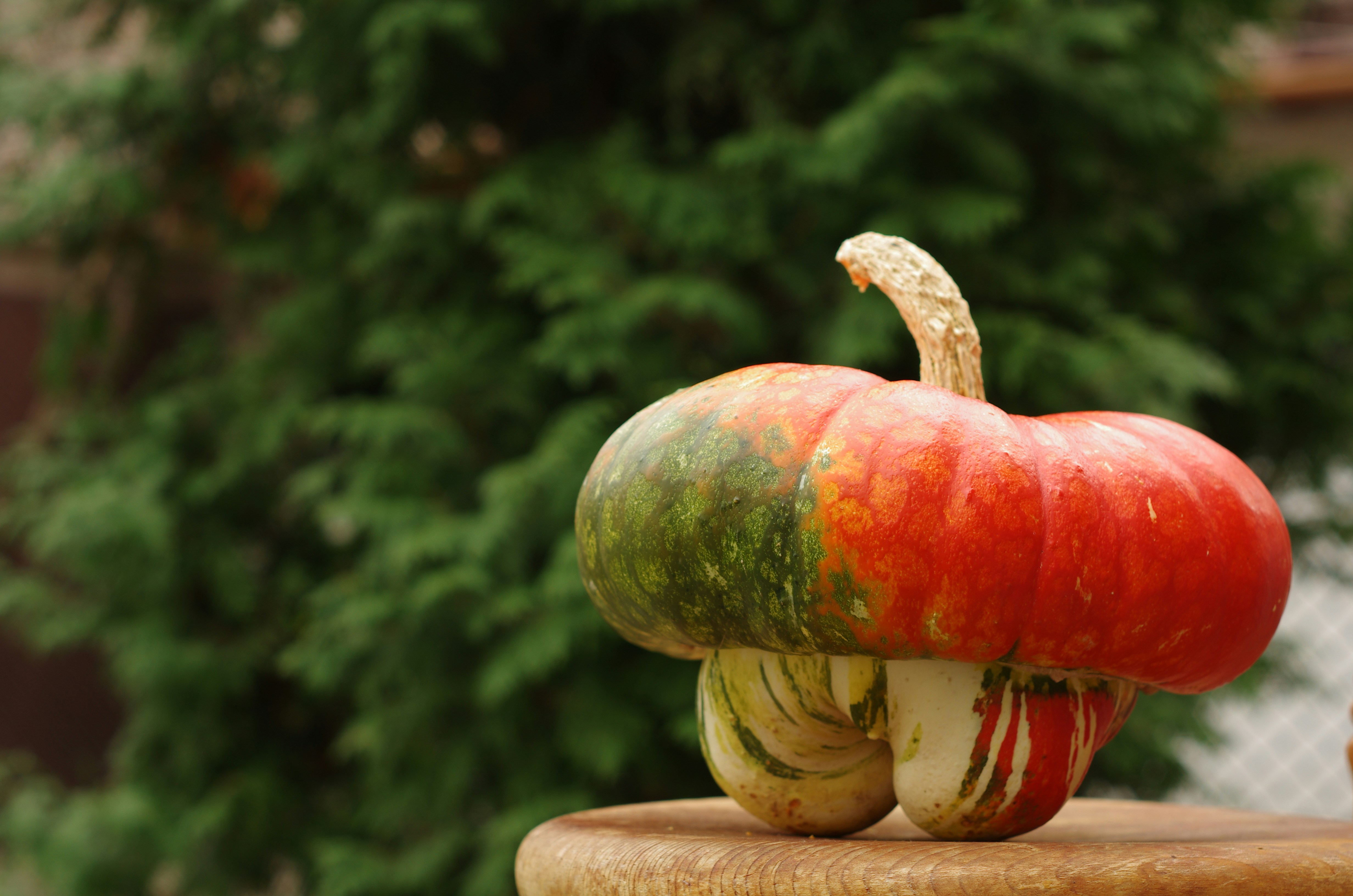 A uniquely shaped pumpkin with a vibrant blend of colors resting on a wooden surface, set against a backdrop of lush greenery.