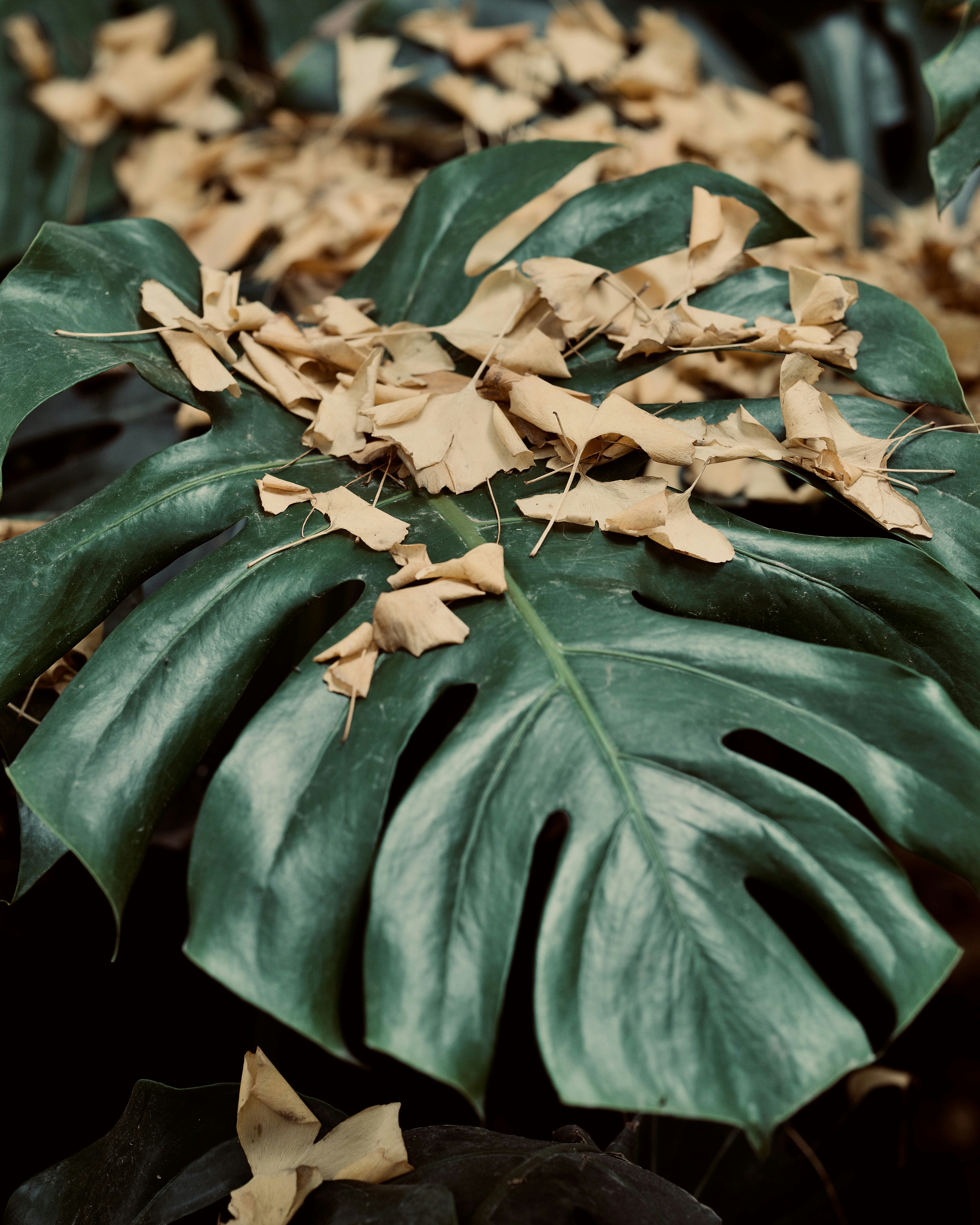 Brown Confetti on a Monstera: Texture and Light on a Glossy Leaf