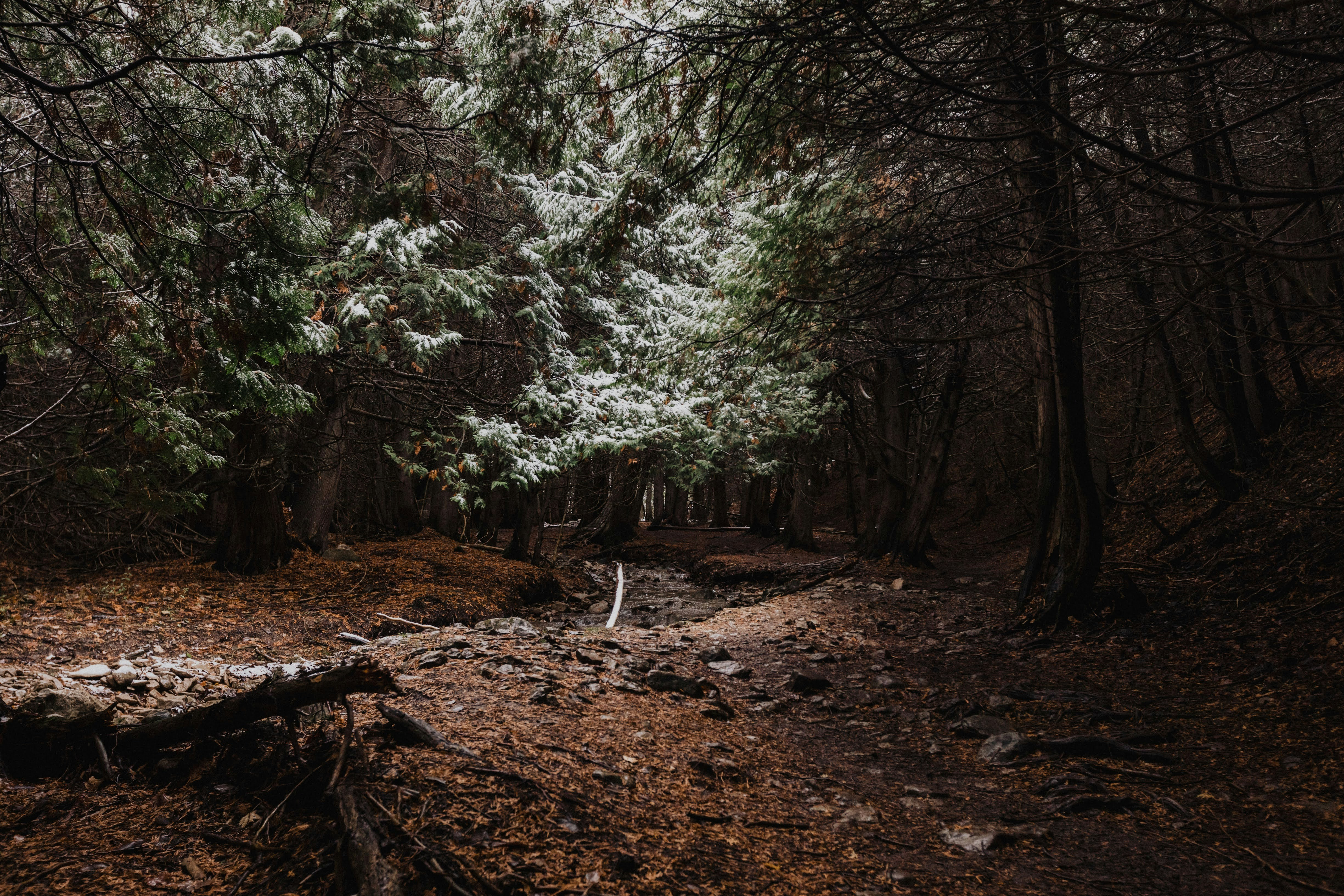 A tranquil forest scene featuring a meandering path surrounded by lush trees and scattered leaves. Soft light filters through the canopy, enhancing the serene atmosphere.