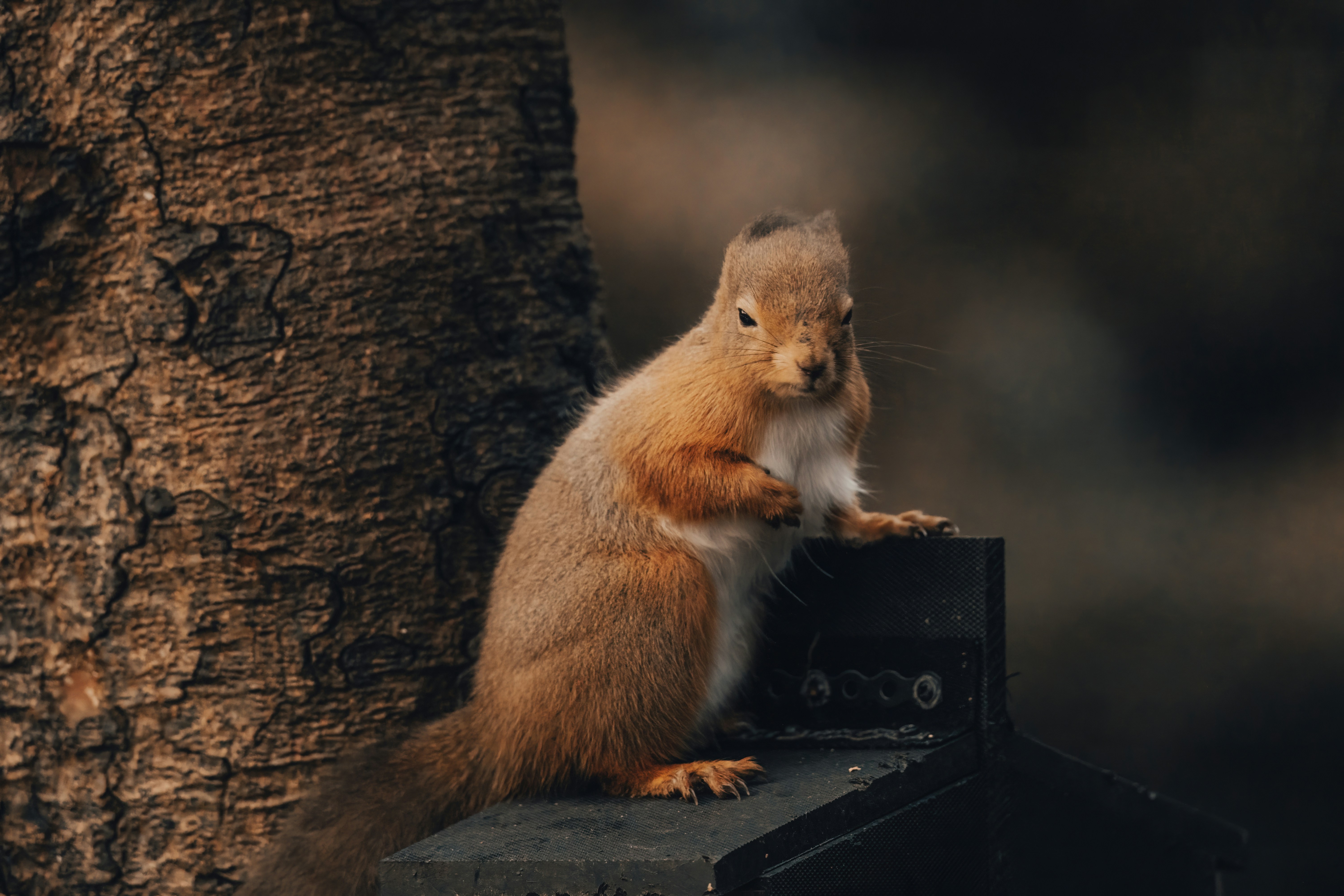 Amber Squirrel Perched by a Weathered Trunk on a Quiet Iron Platform