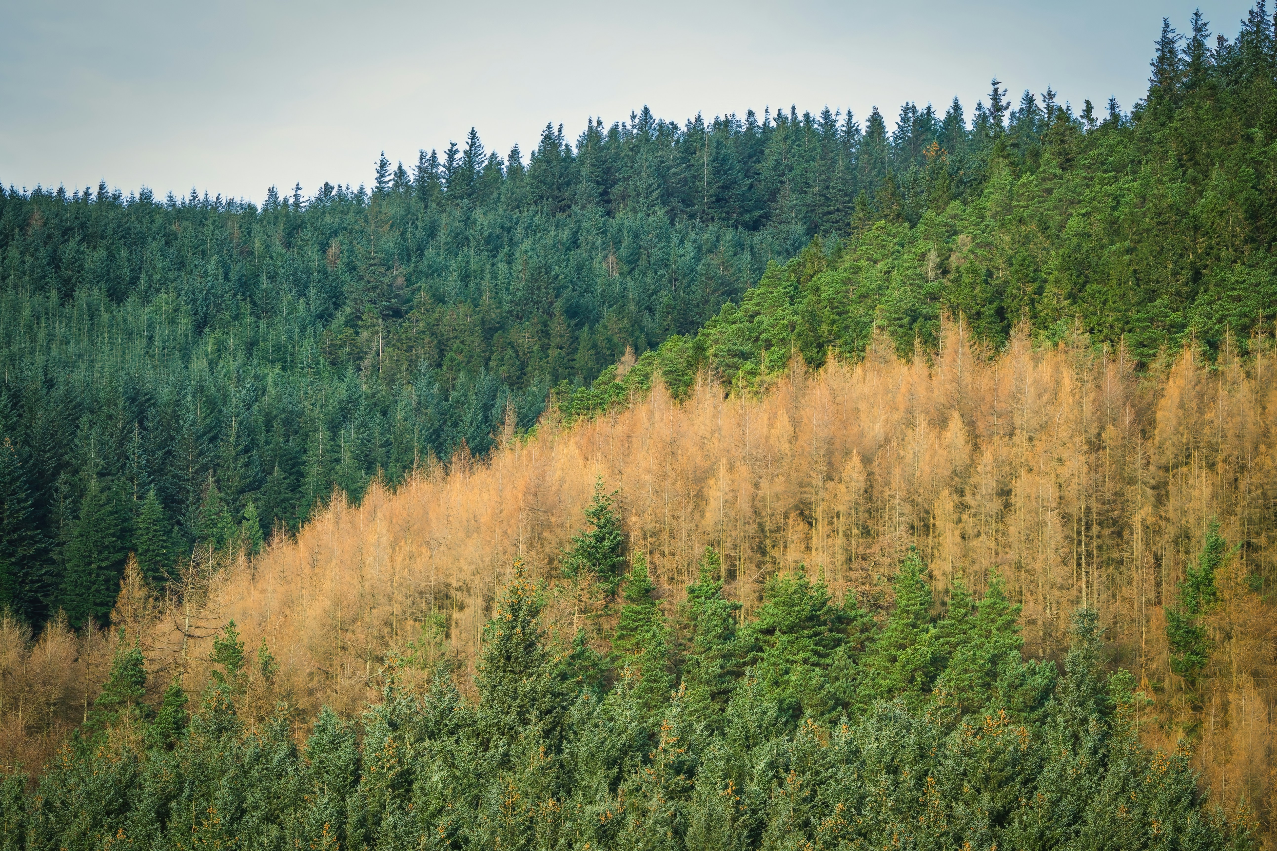 Amber Diagonal Across the Pine Ridge