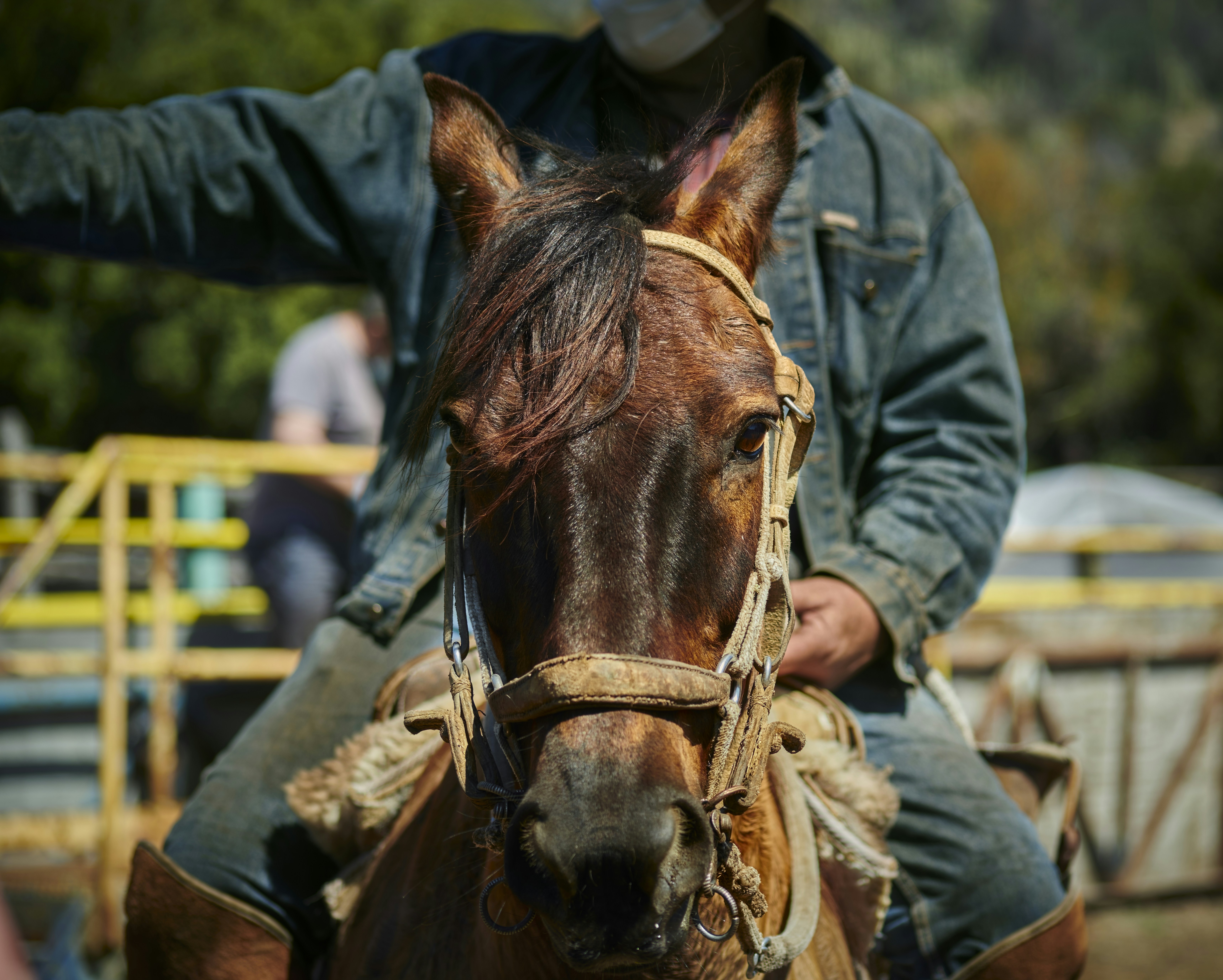 A man wearing a face mask riding a horse photo – Free Rancagua Image on ...